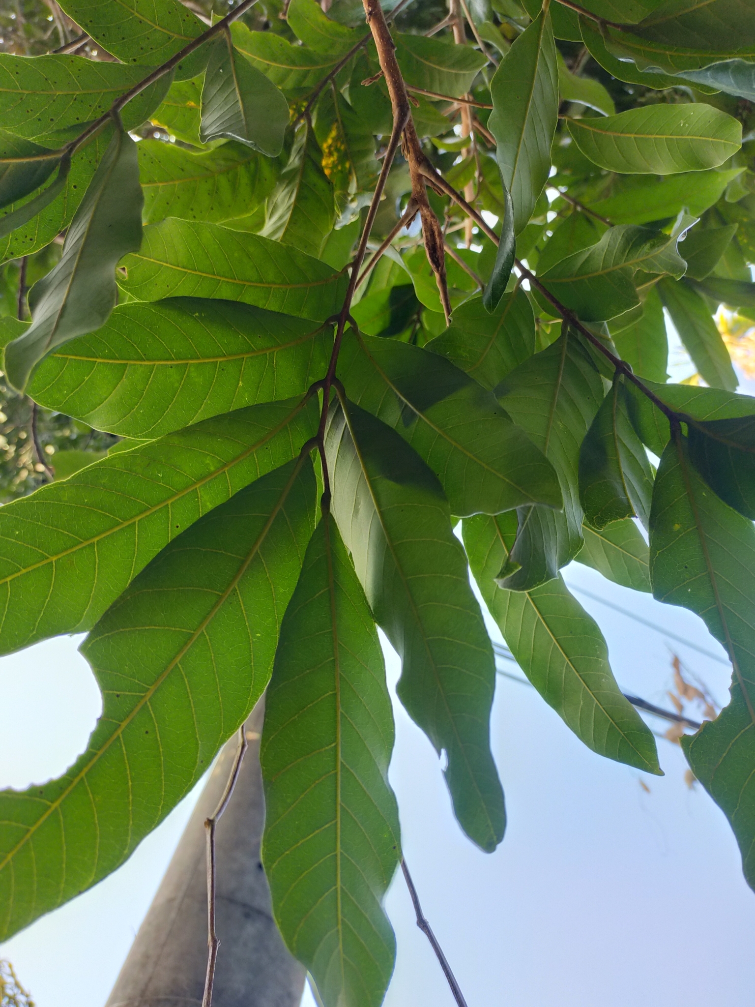 Dimocarpus longan Lour.