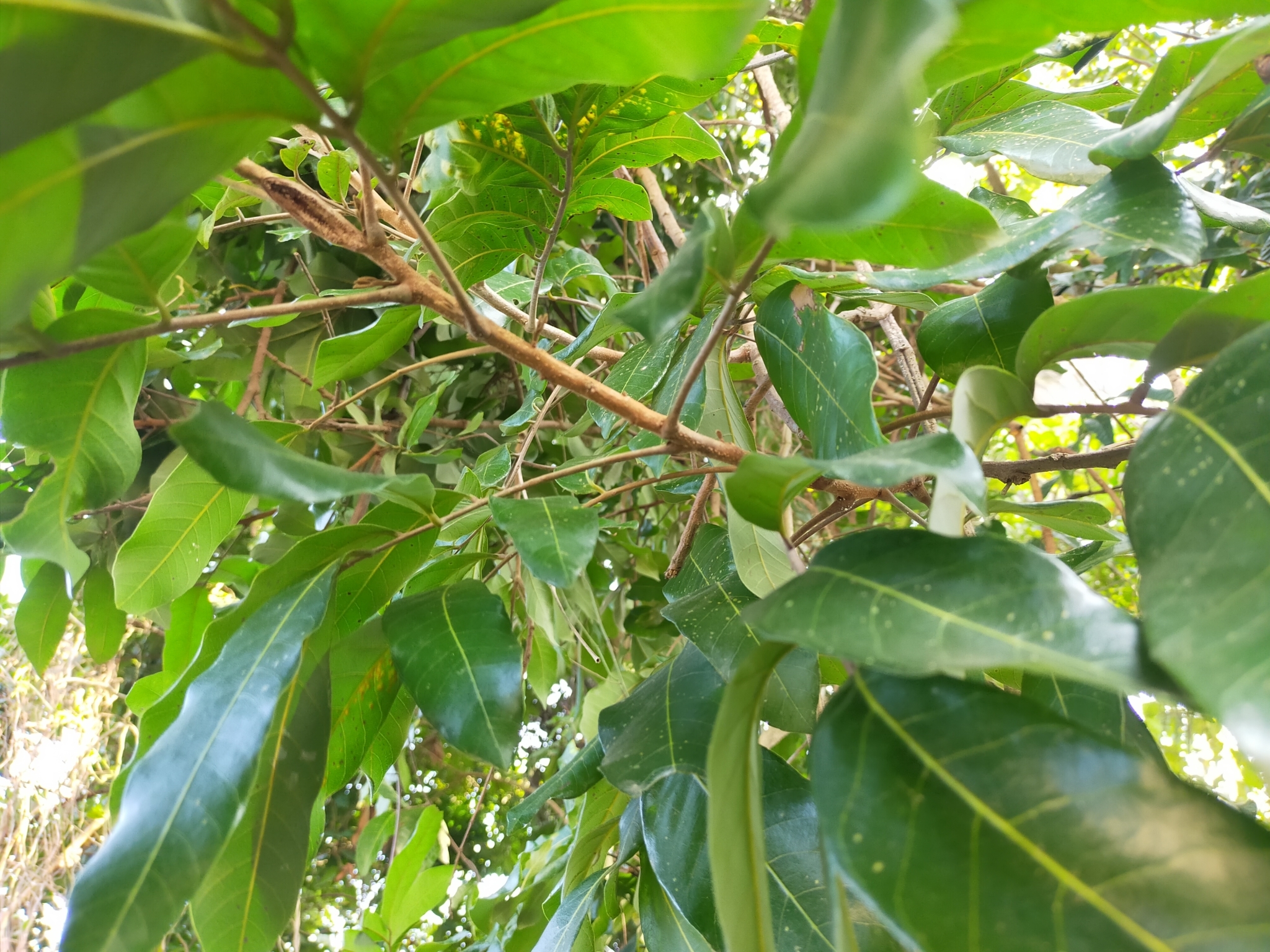 Dimocarpus longan Lour.