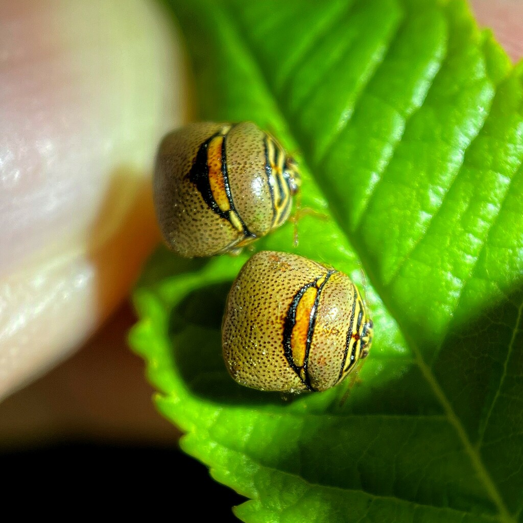 Coptosoma punctiventris from Paradise, Pak Chong District, Nakhon ...