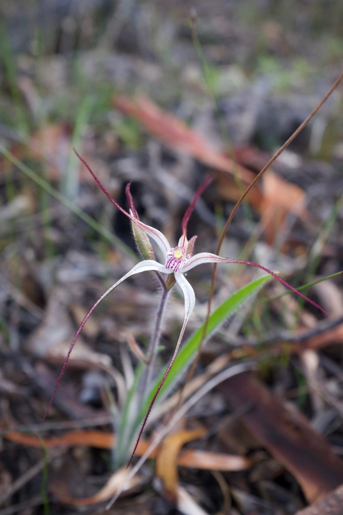 Caladenia from Cherry Tree Pool WA 6395, Australia on July 07, 2021 at ...