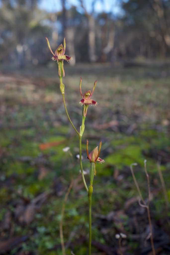 Hare Orchid from Cherry Tree Pool WA 6395, Australia on July 09, 2021 ...