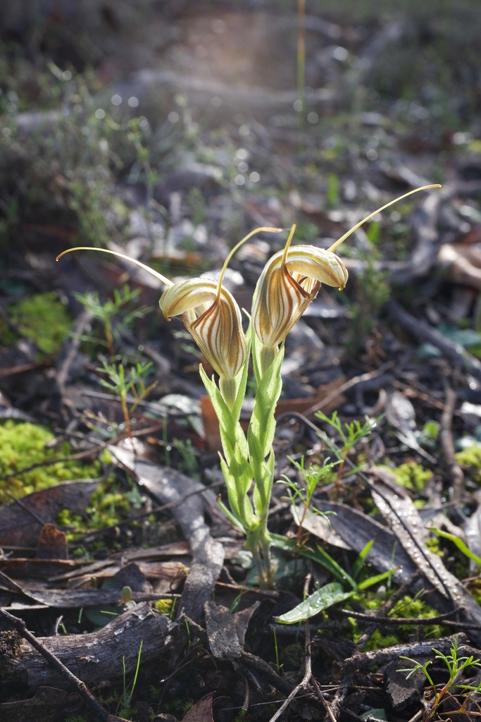 Pterostylis hamiltonii from Cherry Tree Pool WA 6395, Australia on July ...