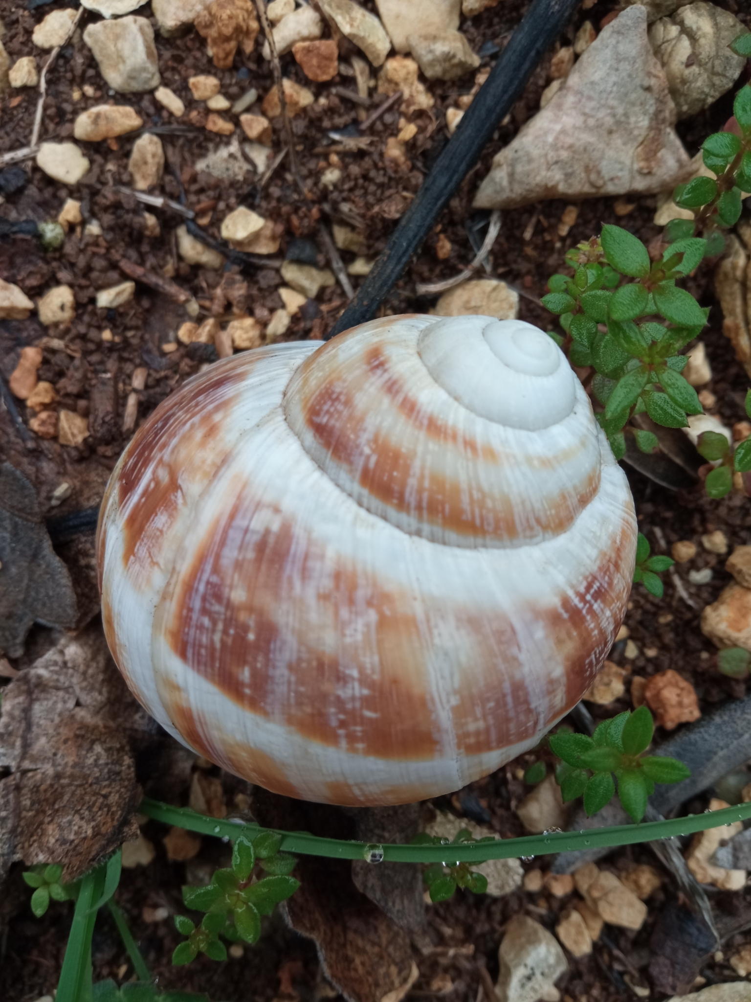 Helix cincta O.F.Müller, 1774