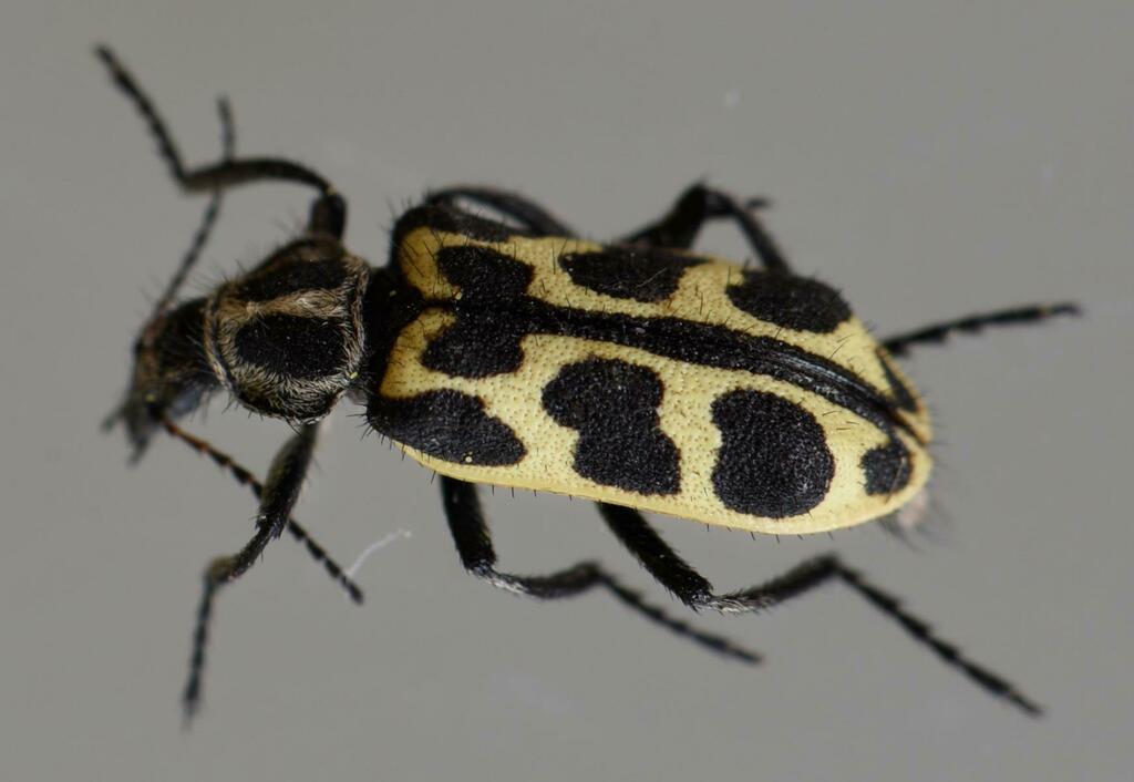 Spotted Maize Beetle from Discovery, Roodepoort, 1709, South Africa on ...