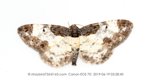Ligdia sinica · iNaturalist