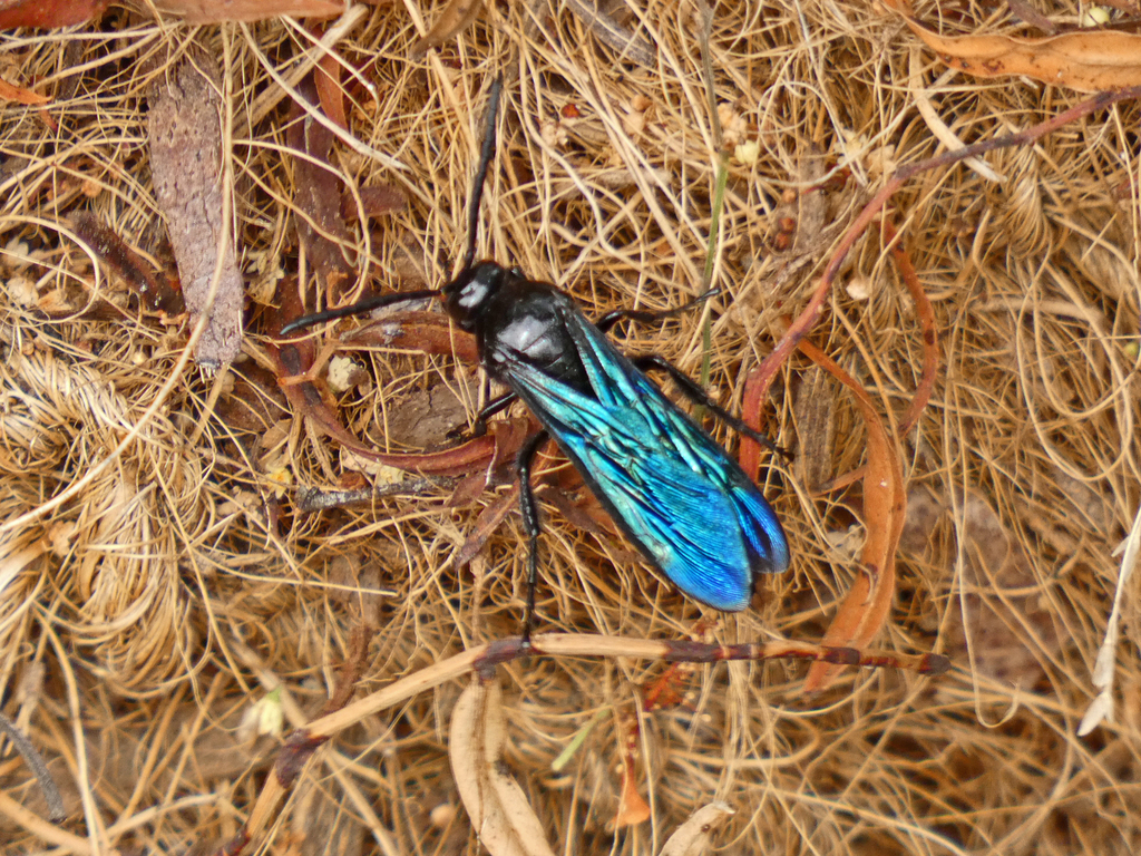 Blue Flower Wasp from Newmarket Station, Flemington, VIC, Australia on ...