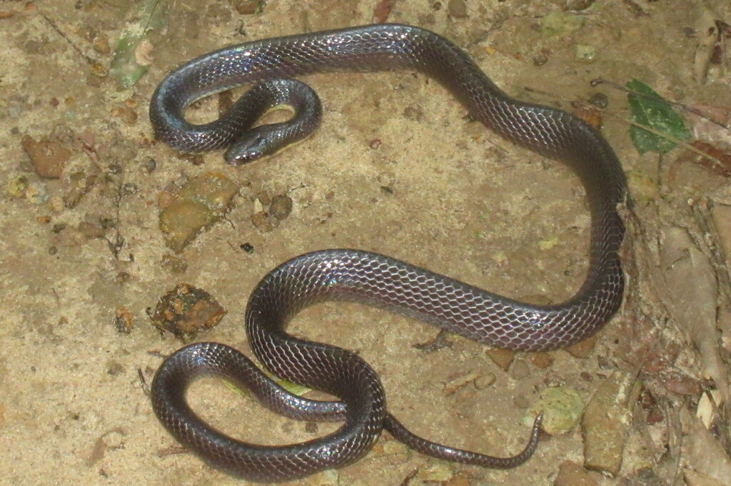 Greater Black Krait in June 2015 by Jonathan Hakim. ID confirmed by 204 ...