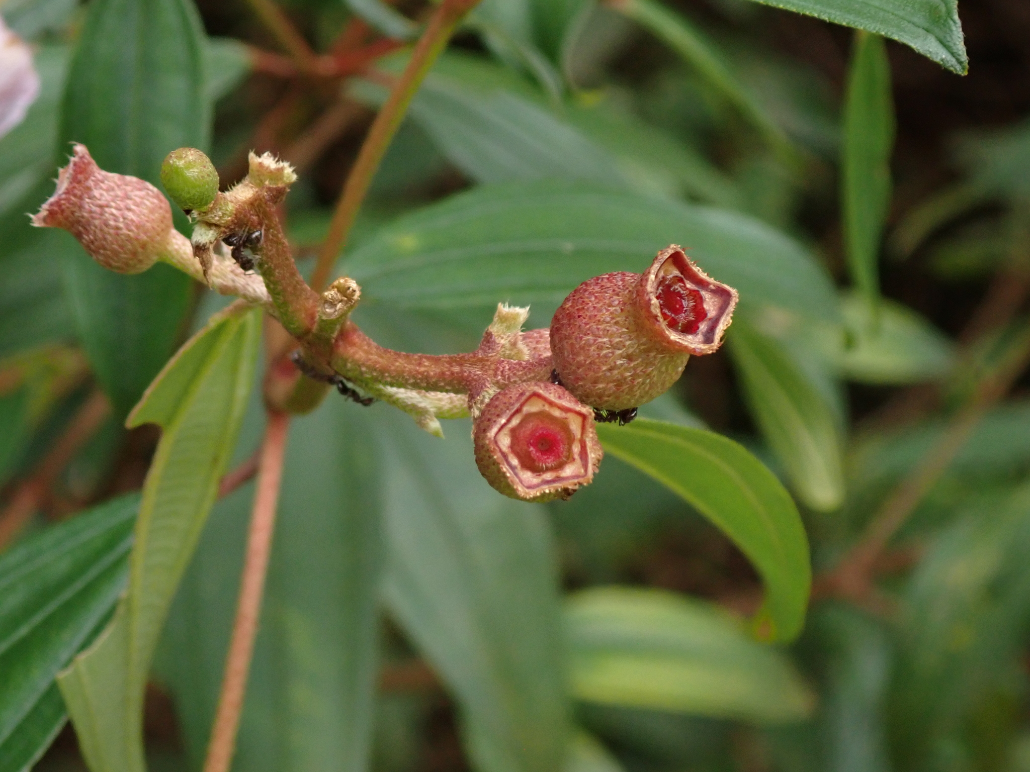 Melastoma malabathricum L.