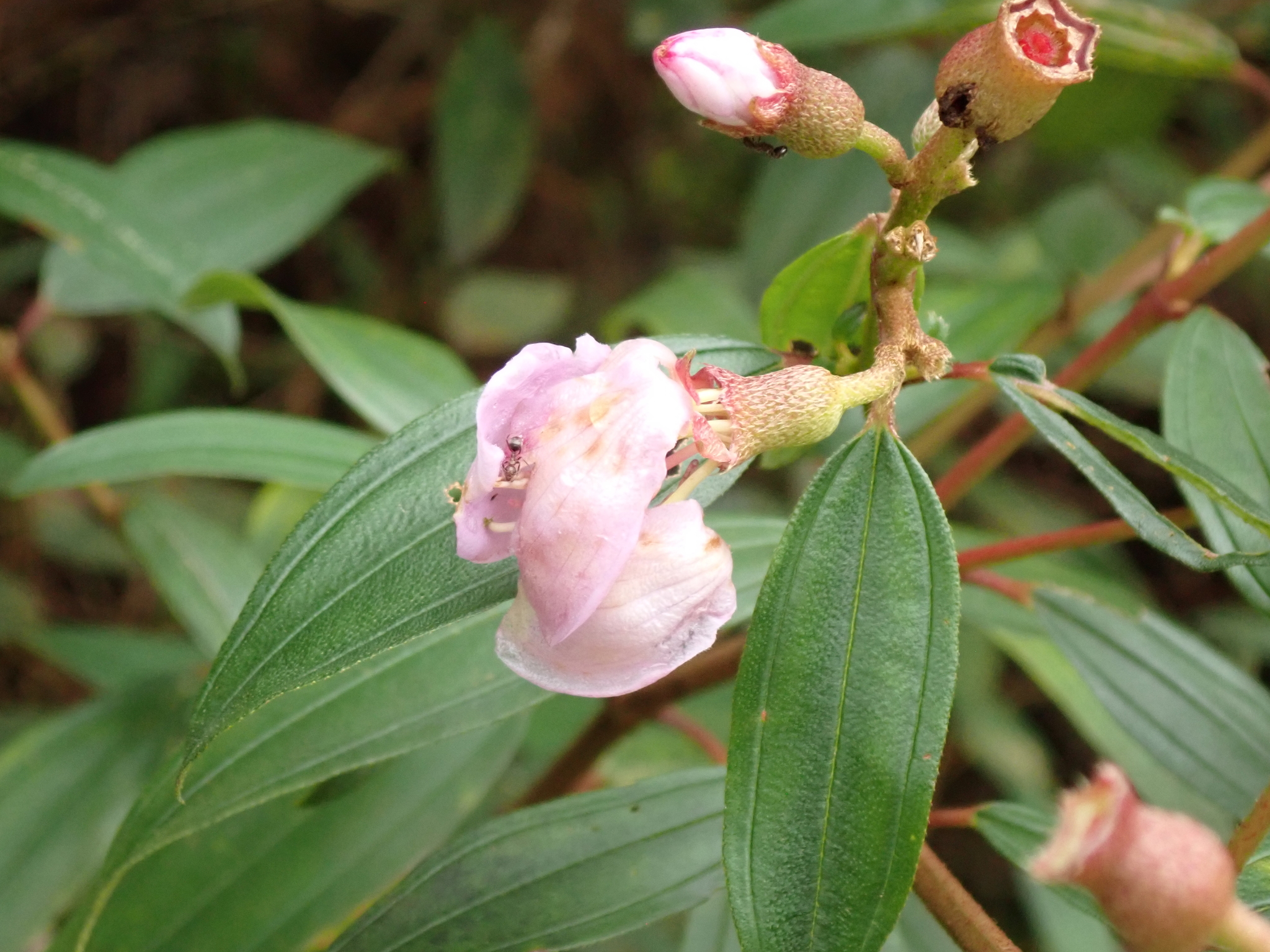 Melastoma malabathricum L.