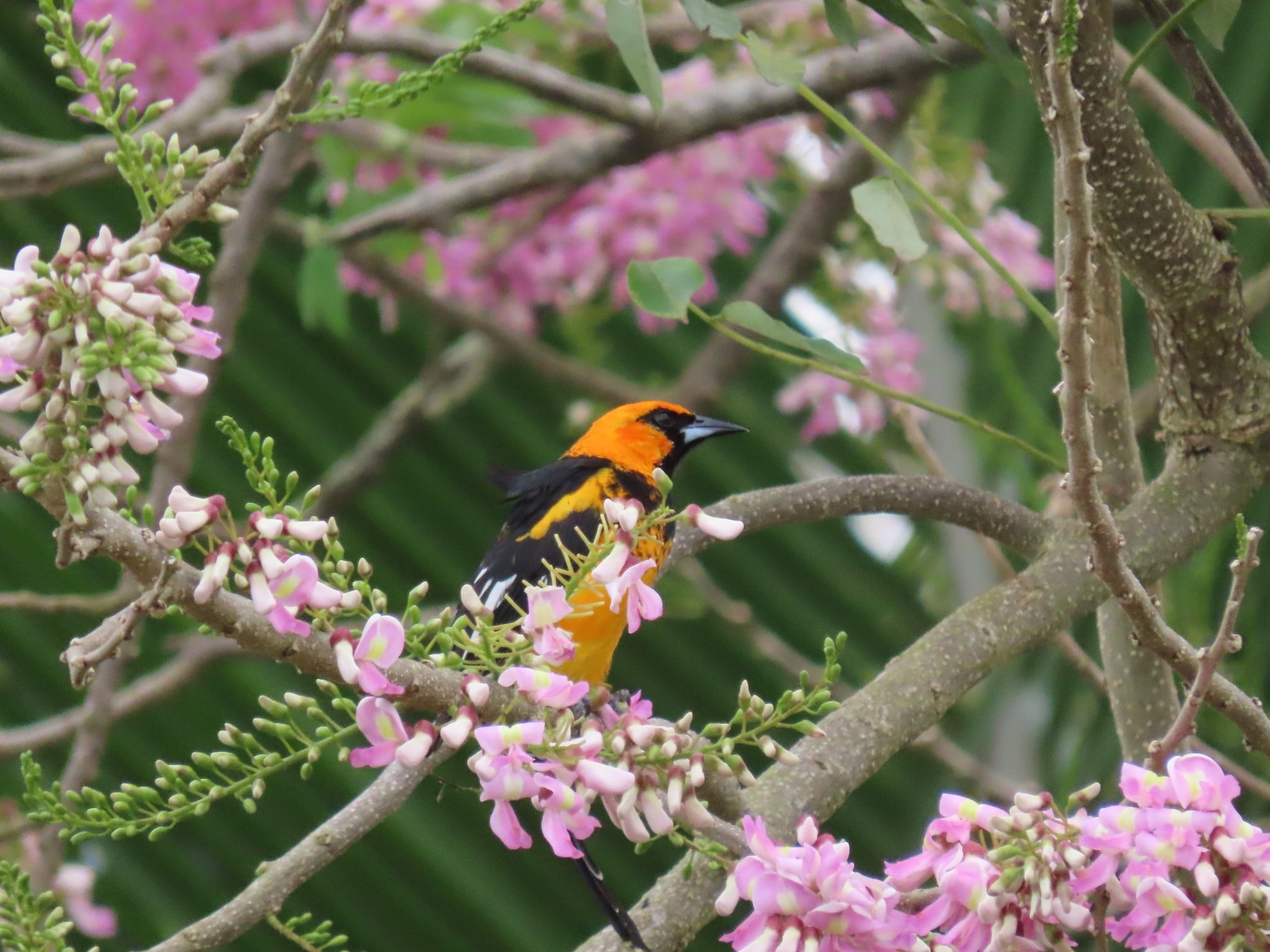 Icterus pectoralis (Wagler, 1829)