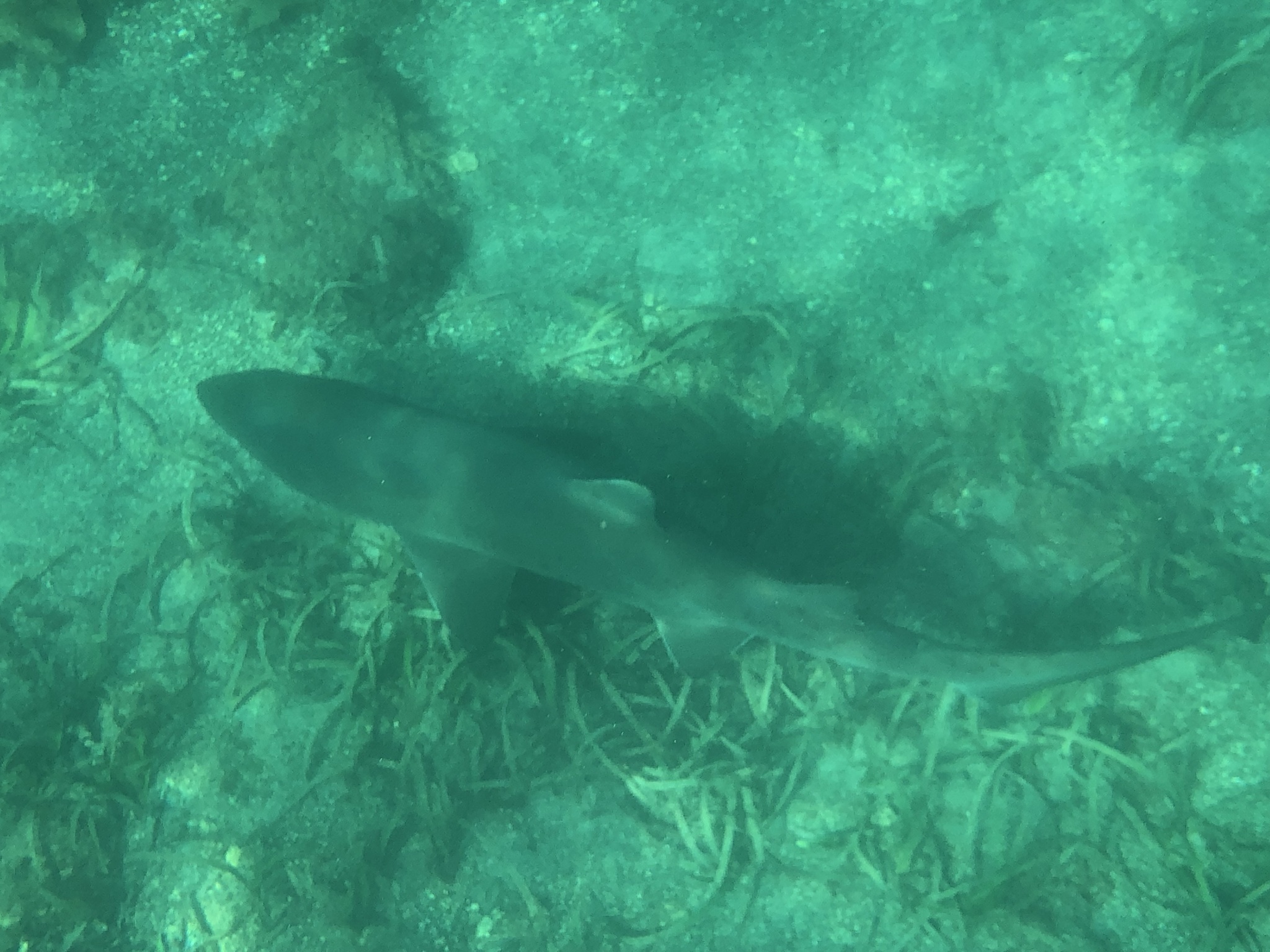 Lamniformes