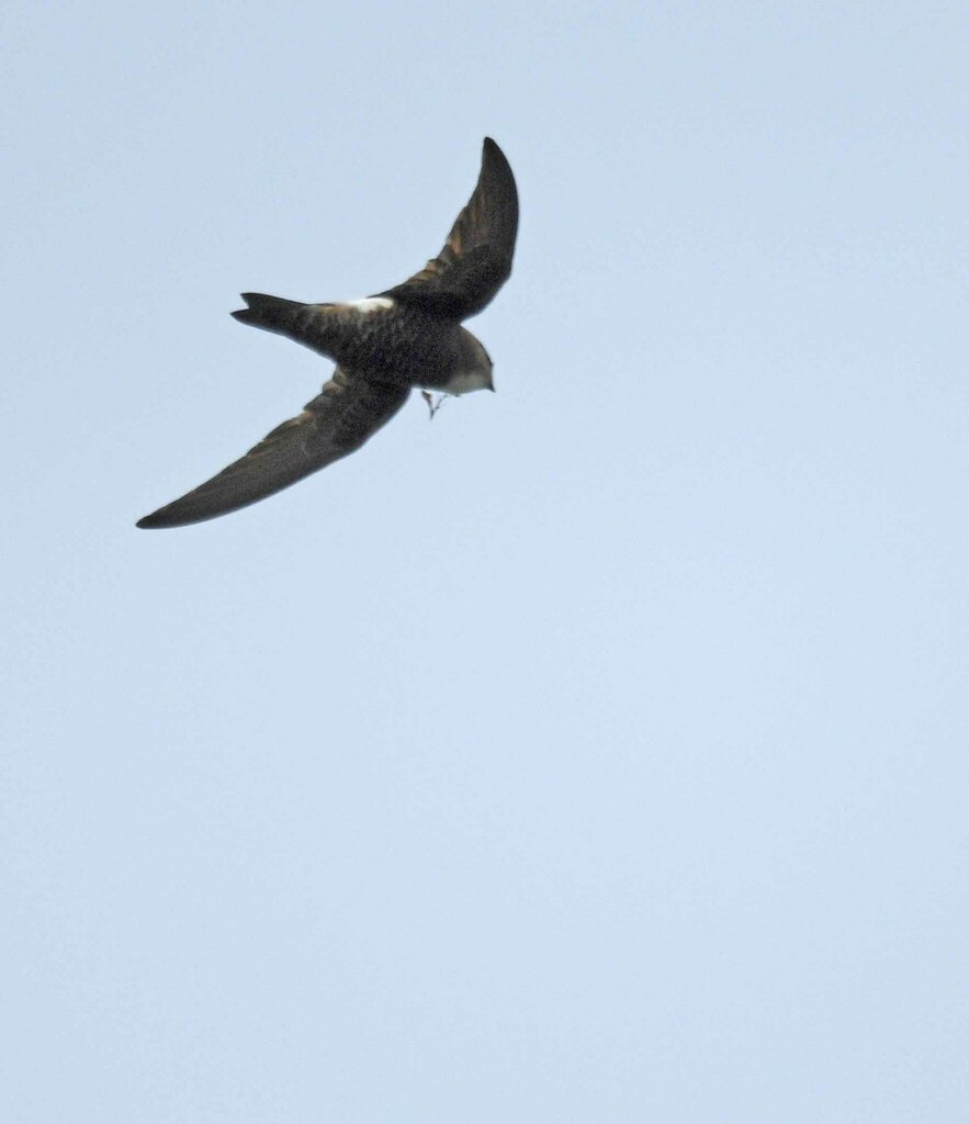 House Swift from Jembrana Regency, Bali, Indonesia on December 31, 2022 ...
