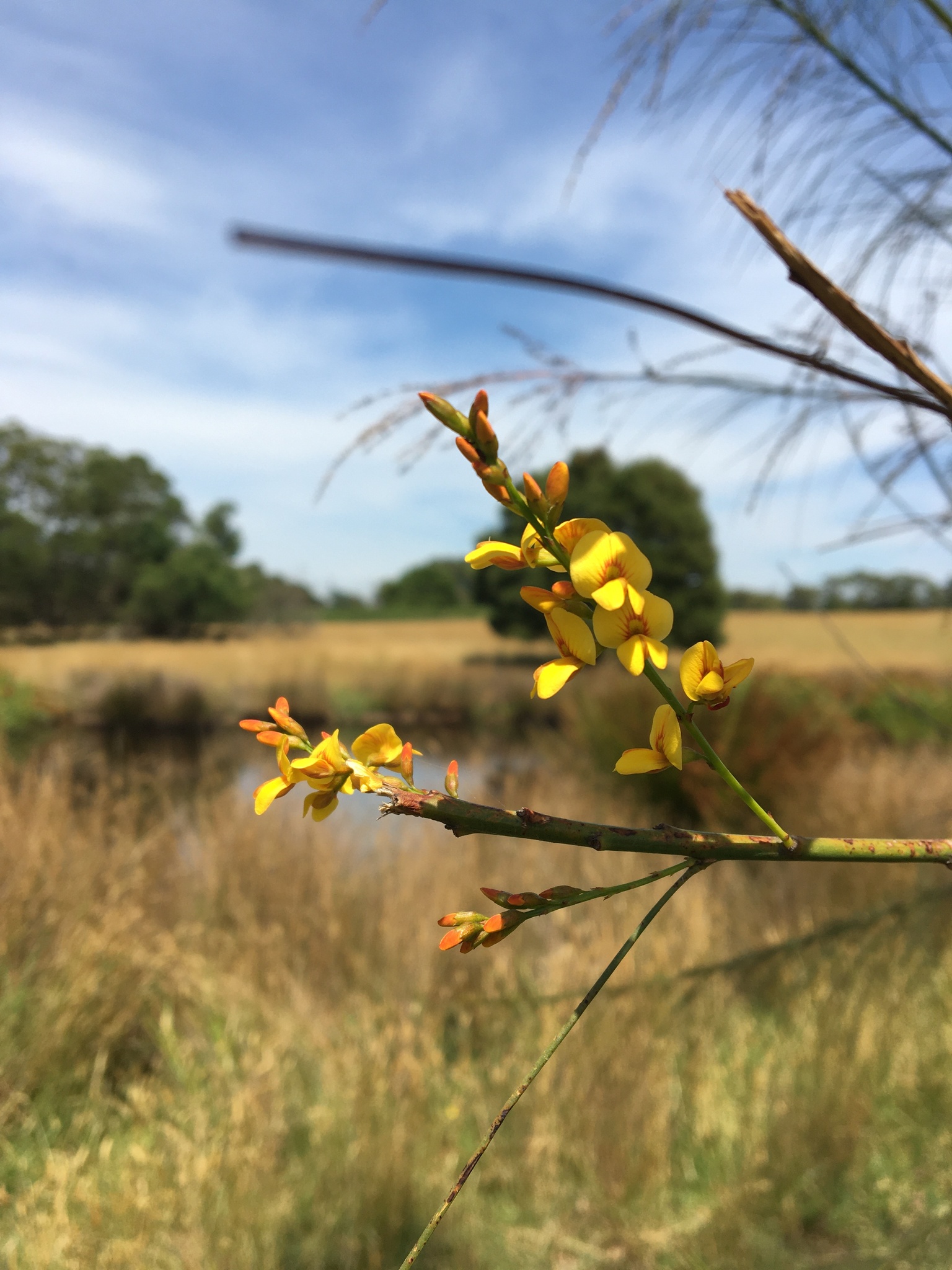Viminaria juncea (Schrad.) Hoffmanns.