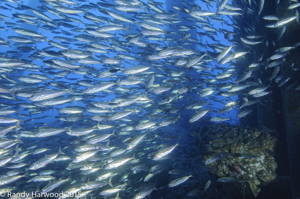 Pacific Jack Mackerel (Trachurus symmetricus) - Marine Life Identification