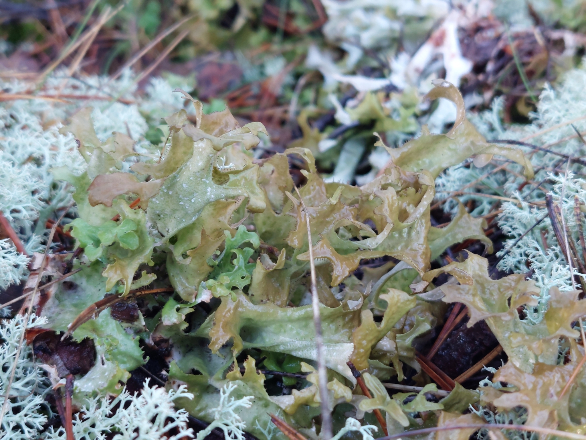 Cetraria islandica subsp. islandica