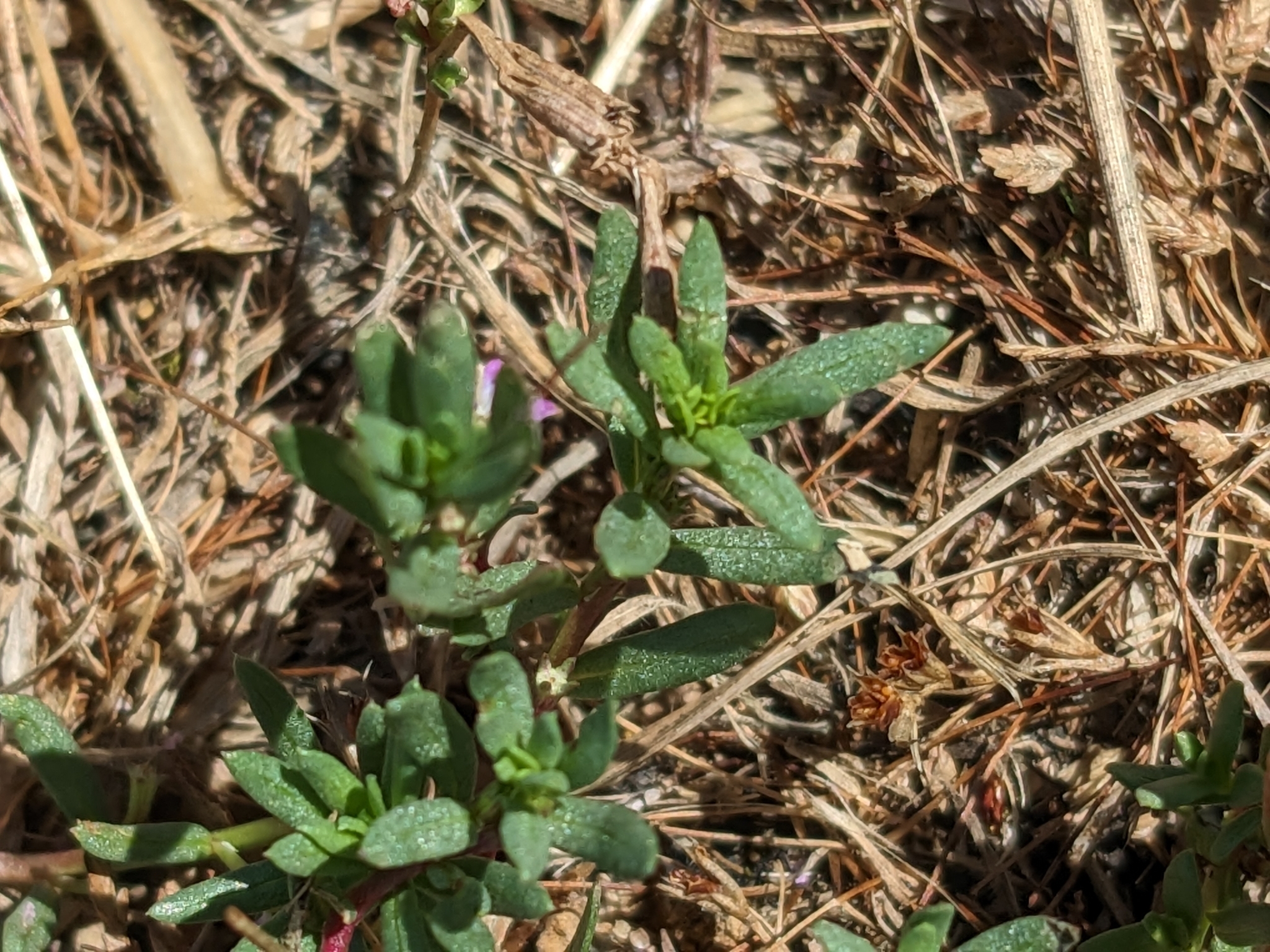 Lythrum hyssopifolia L.
