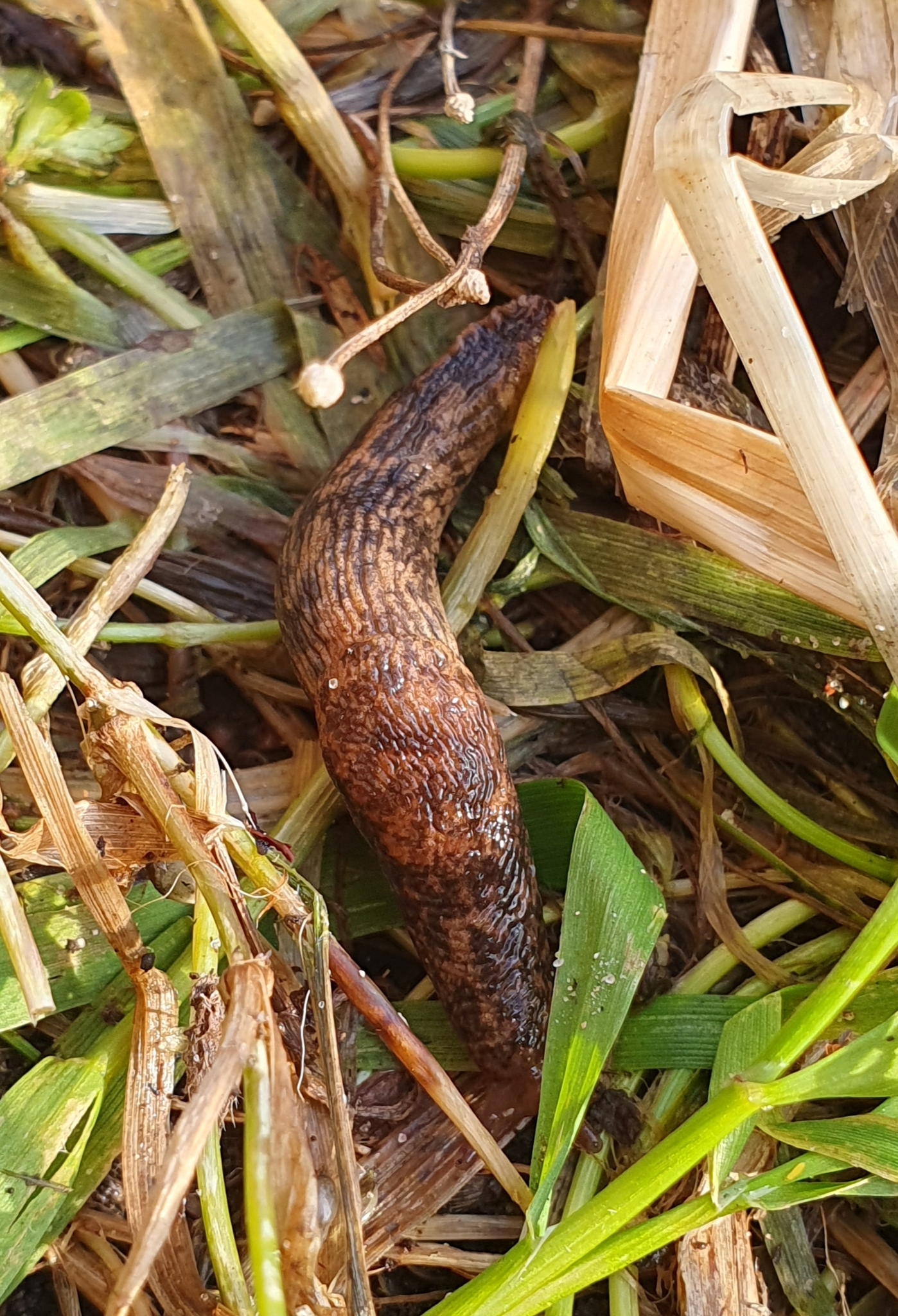 Deroceras reticulatum (O.F.Müller, 1774)