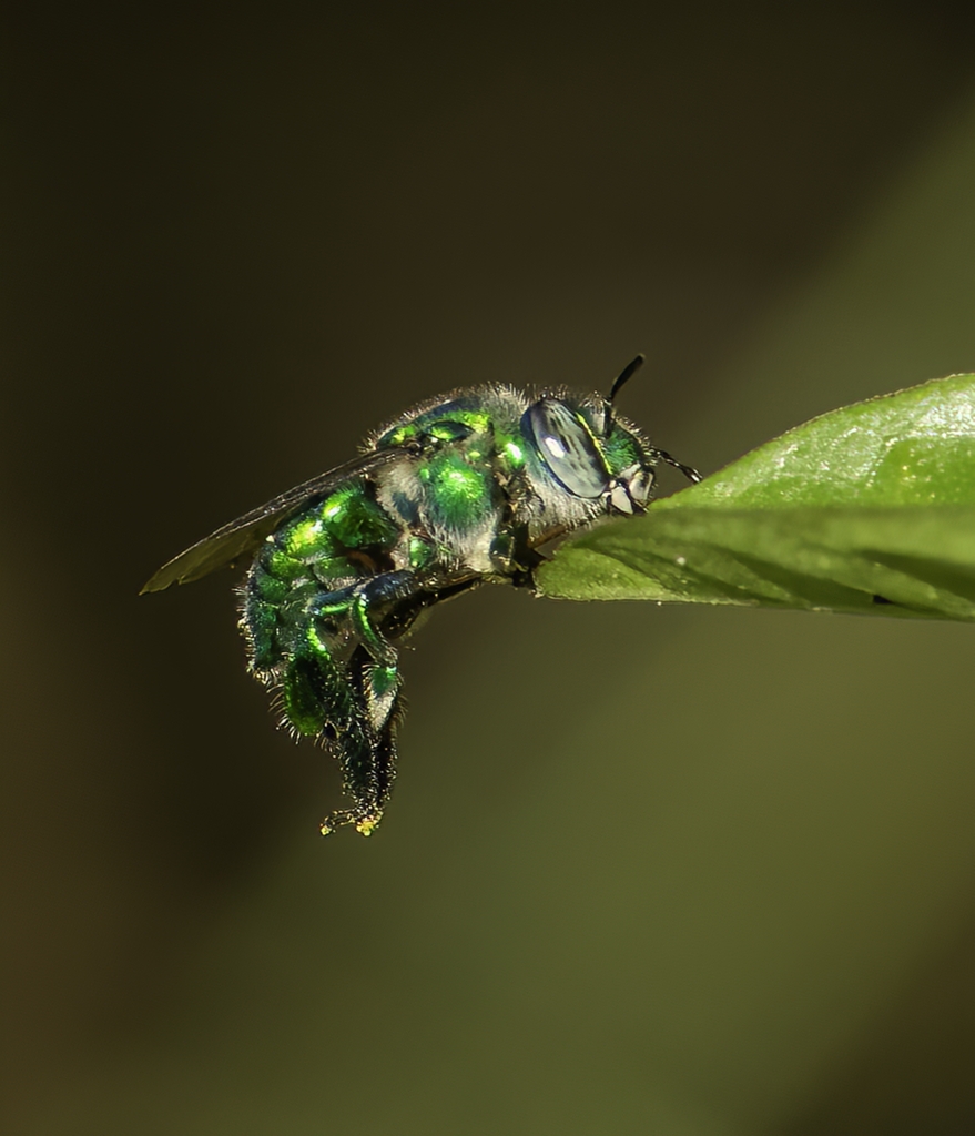 Dilemma Orchid Bee from Arthur R. Marshall NWR 10216 Lee Rd, Boynton ...