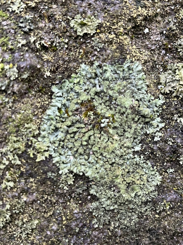 Powdery-margined Cryptic Shade Lichen in January 2023 by Stephen Bucklin. Pale underside ...
