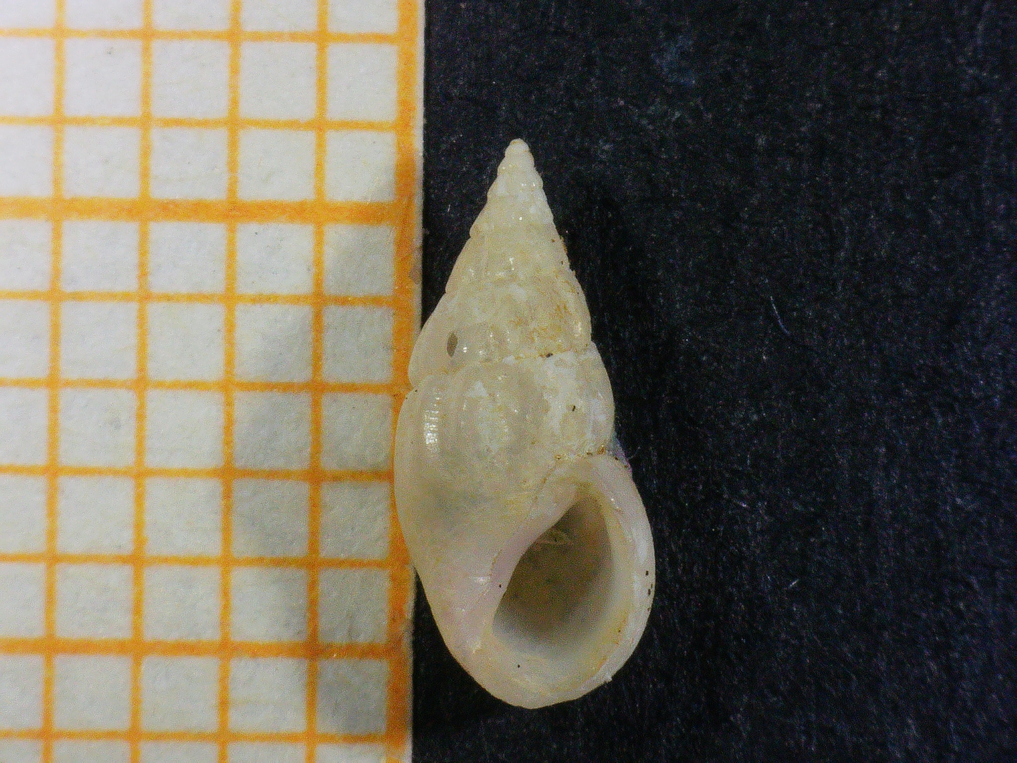 Rissoa membranacea (J.Adams, 1800)