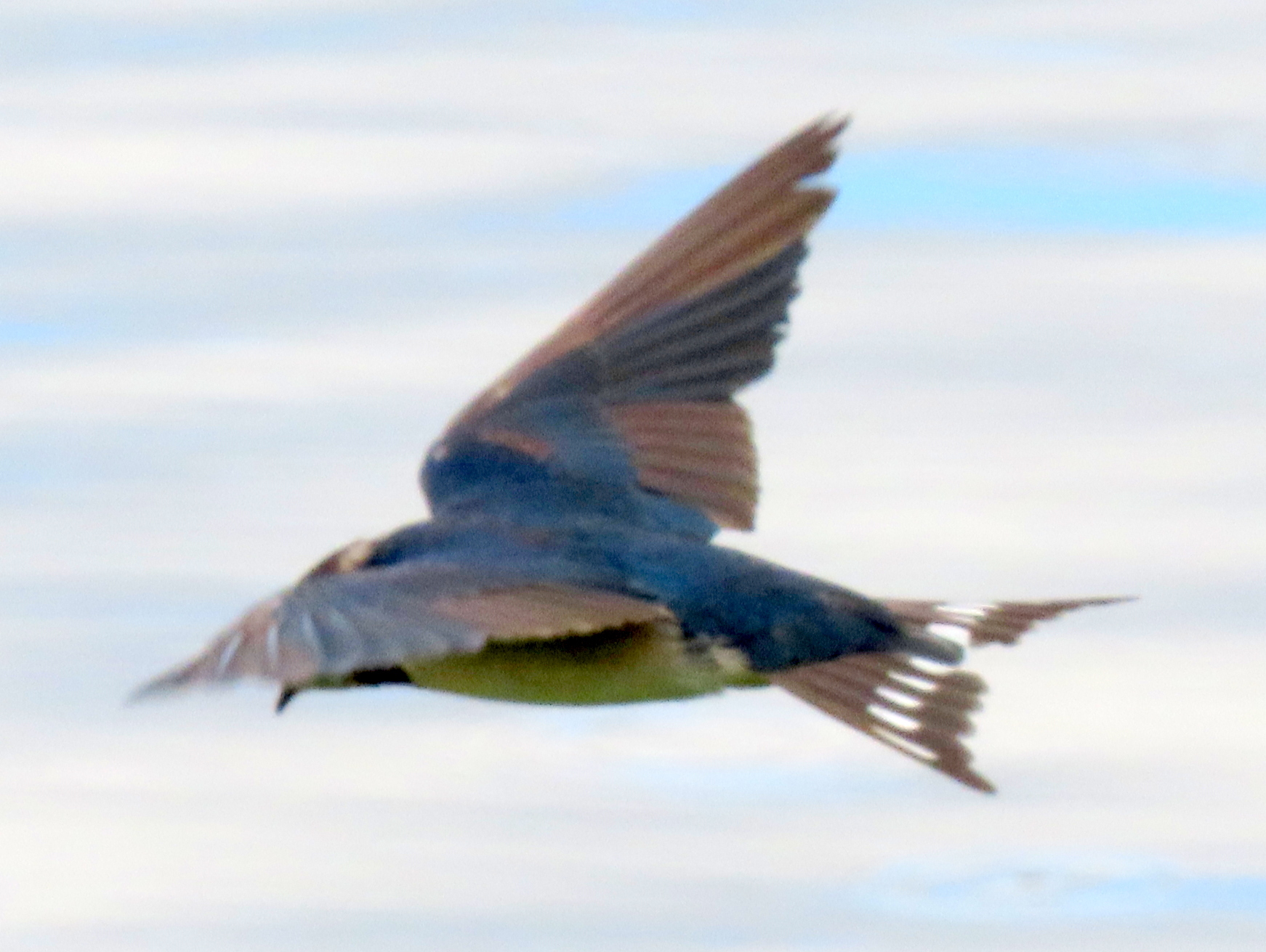 Hirundo rustica rustica