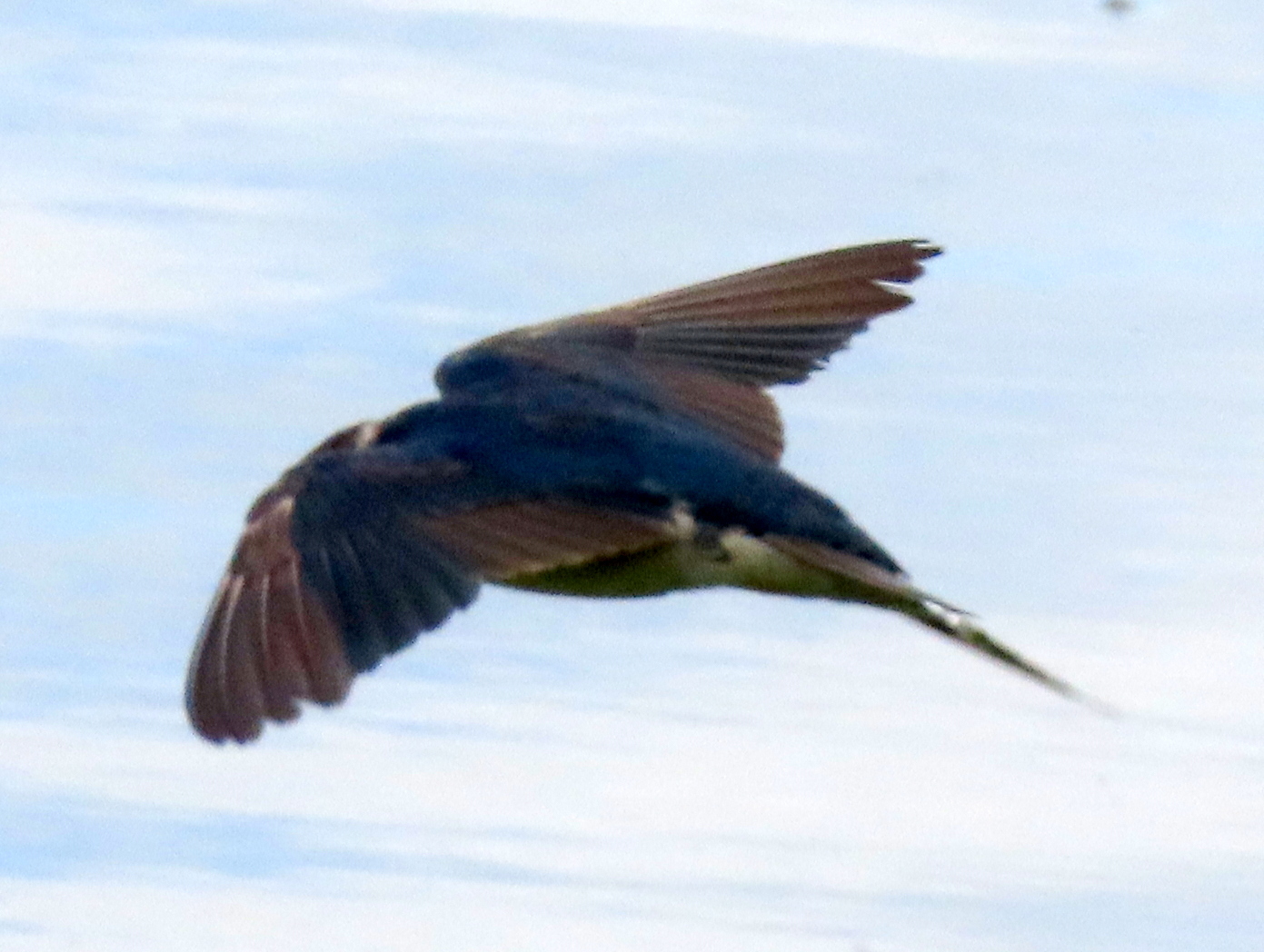 Hirundo rustica rustica