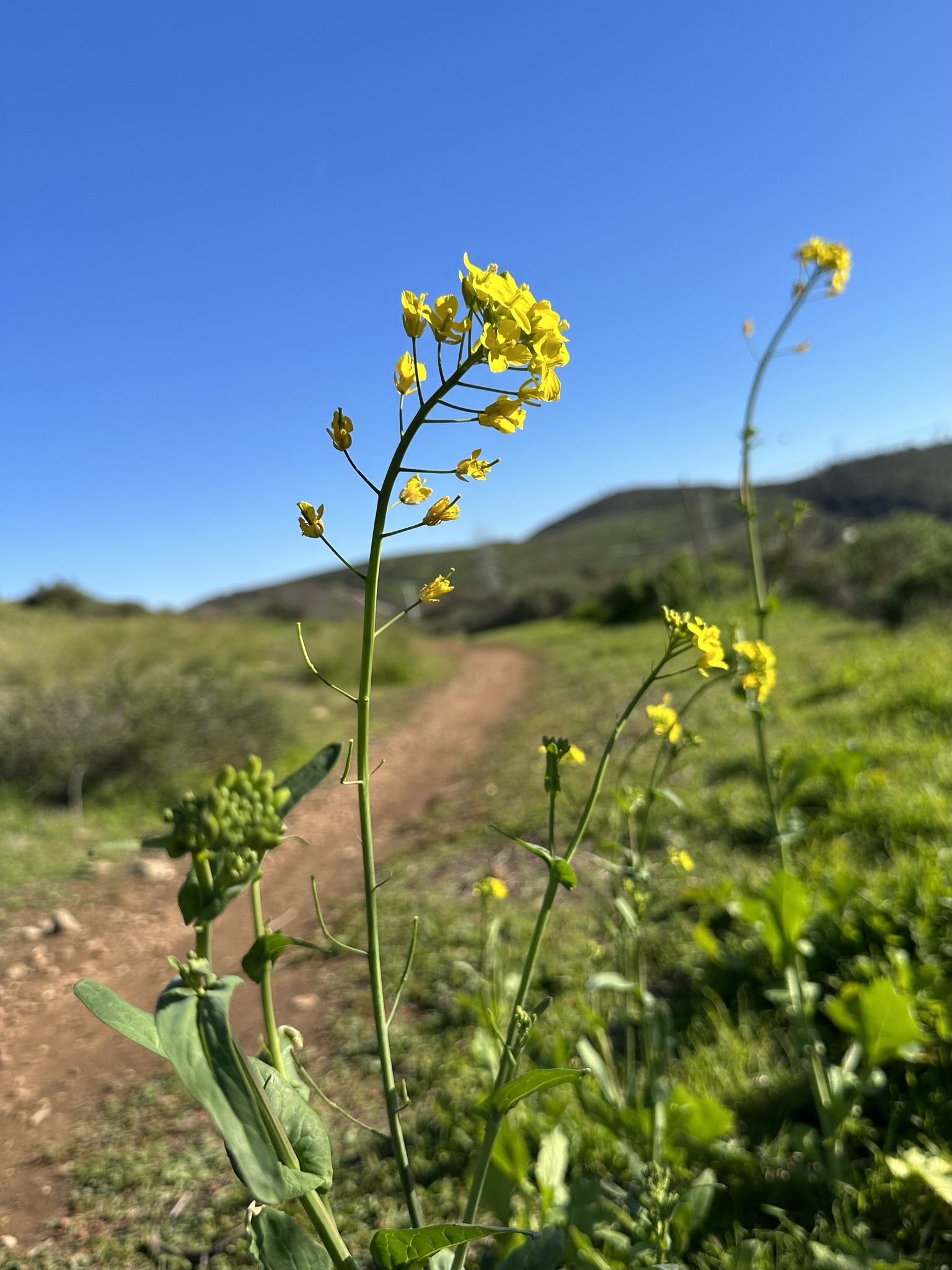 Brassica rapa L.