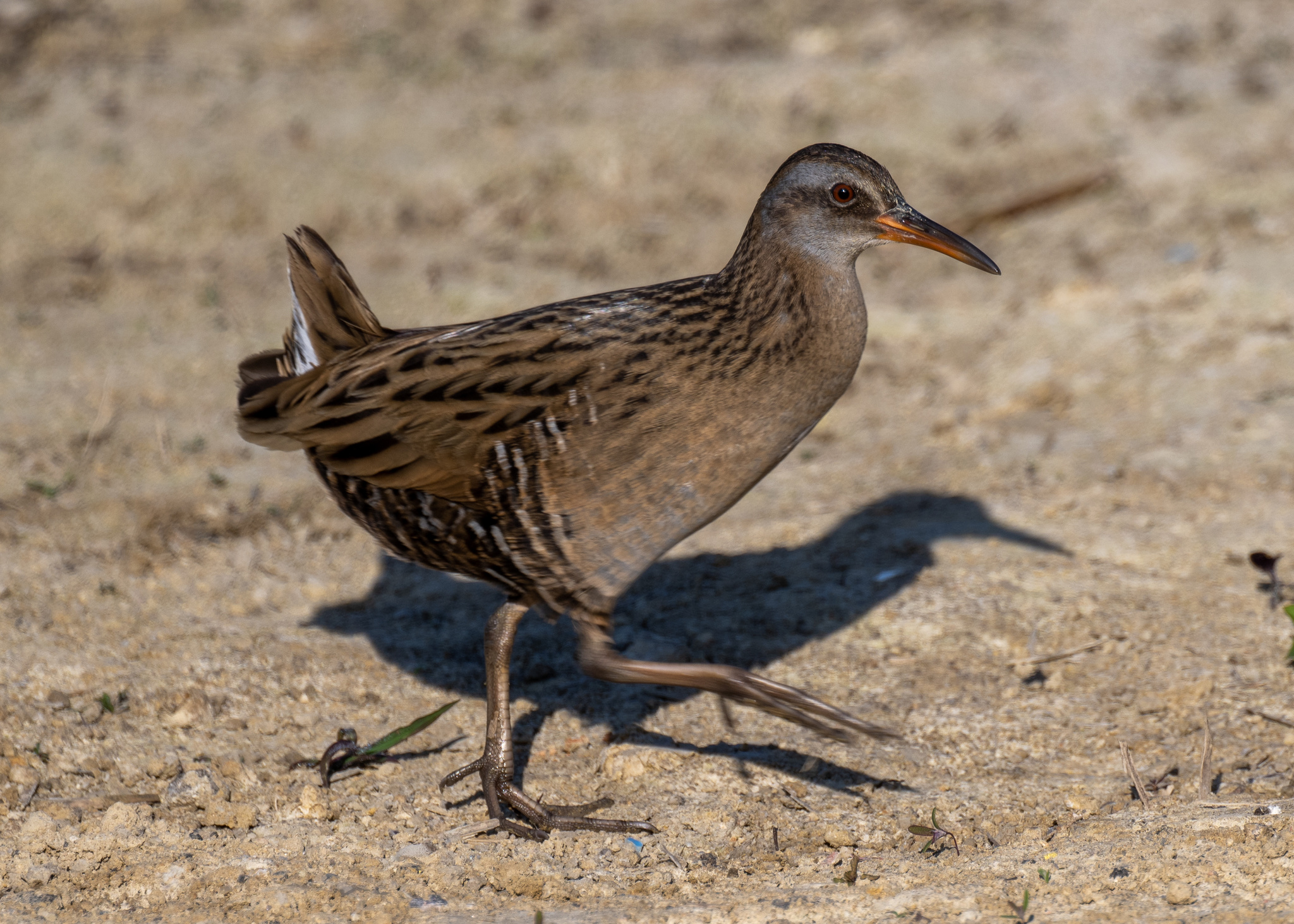 Rallus indicus Blyth, 1849