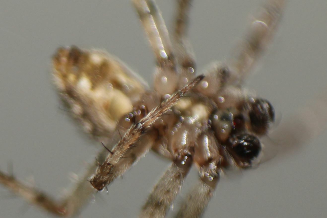 Neoscona nautica (L.Koch, 1875)