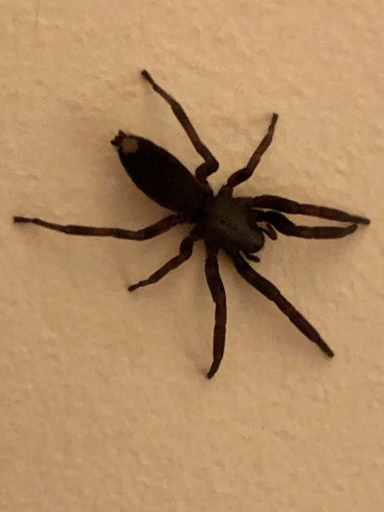 White-tailed Spiders in January 2023 by Kerrie Jennings. Inside ...