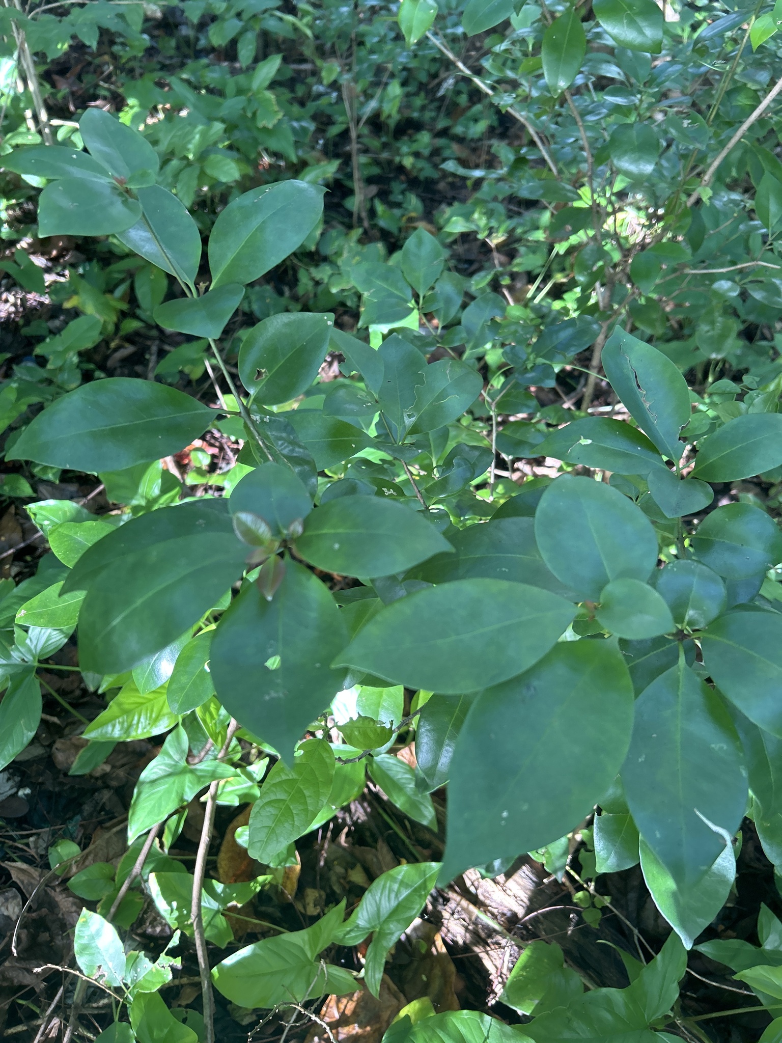Guapira fragrans (Dum.Cours.) Little