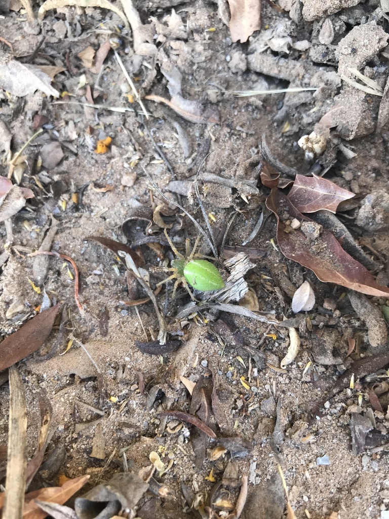 Tanzania Lynx Spider from Sendelingsdrif, Port Nolloth, NC, ZA on ...