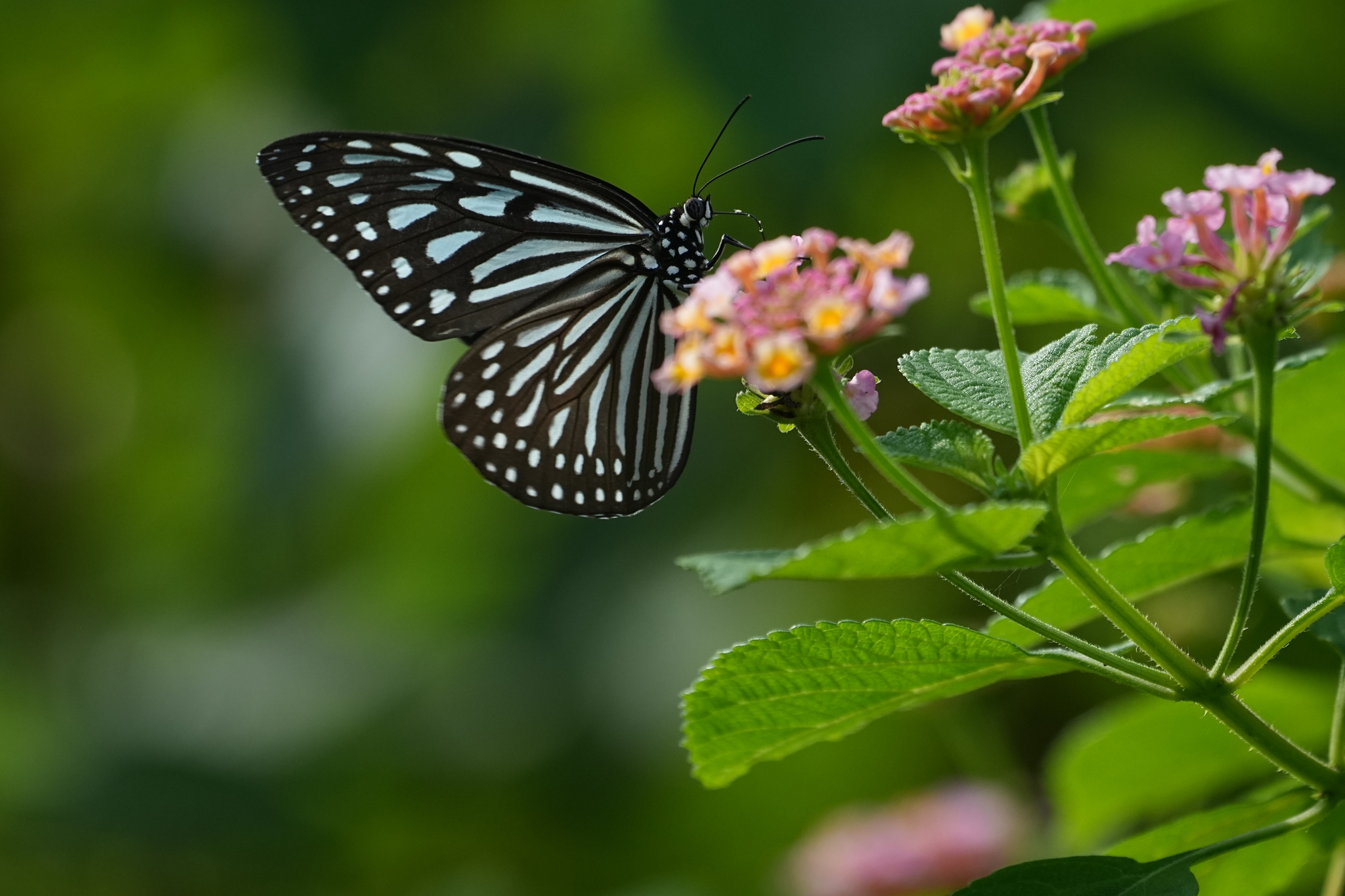 Ideopsis vulgaris (Butler, 1874)