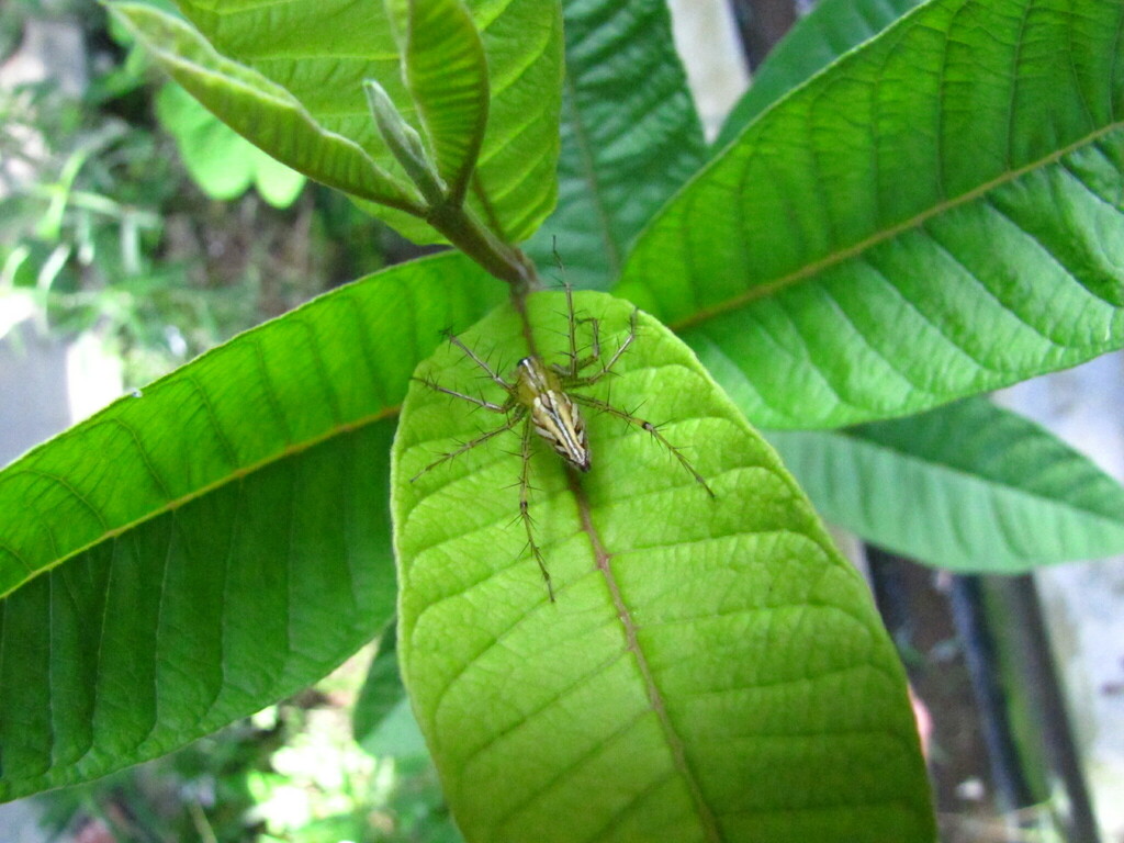 Lynx Spiders from Rahara, Kolkata, West Bengal, India on September 2 ...