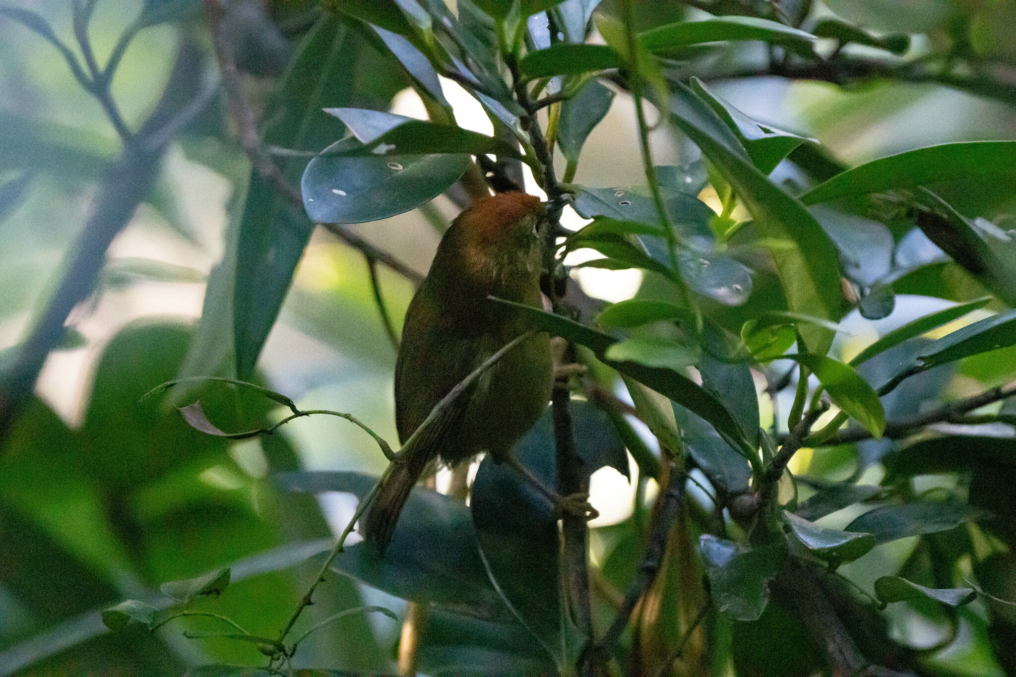 Stachyridopsis ruficeps (Blyth, 1847)