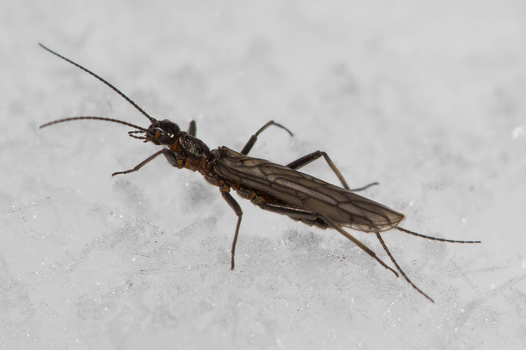 Small Winter Stoneflies in January 2023 by Kyle Bradford · iNaturalist