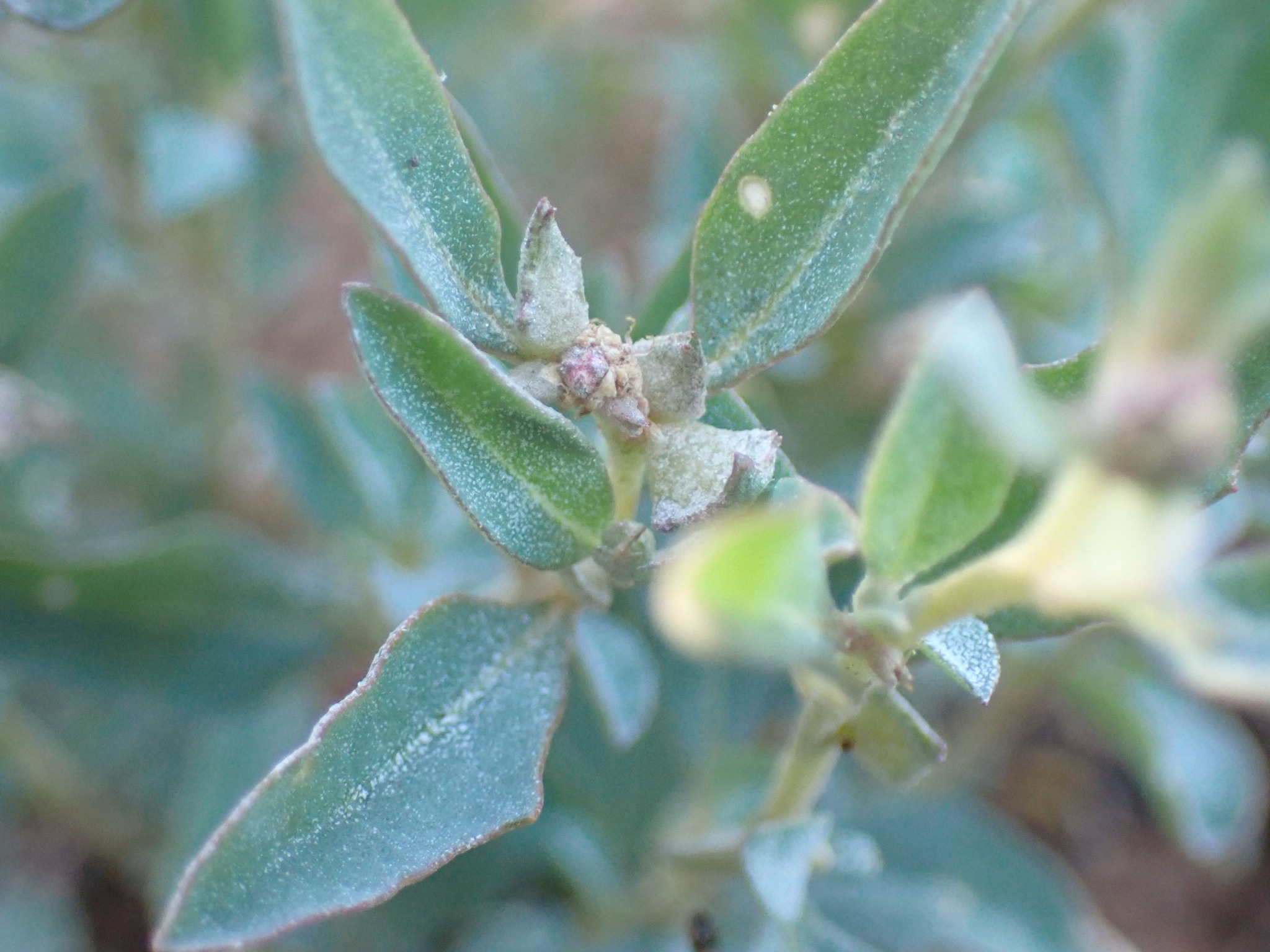 Atriplex semibaccata R.Br.