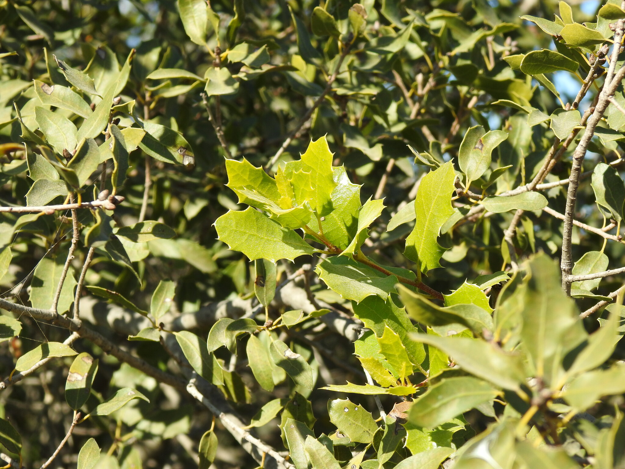 Quercus coccifera L.