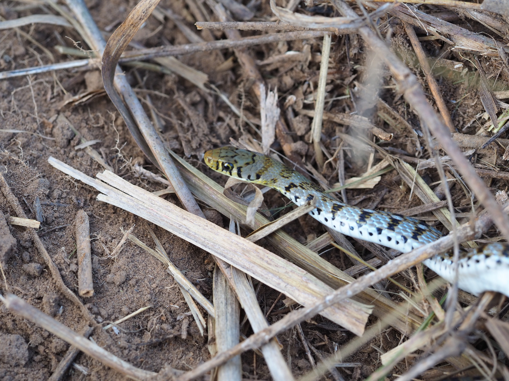 Amphiesma stolatum (Linnaeus, 1758)