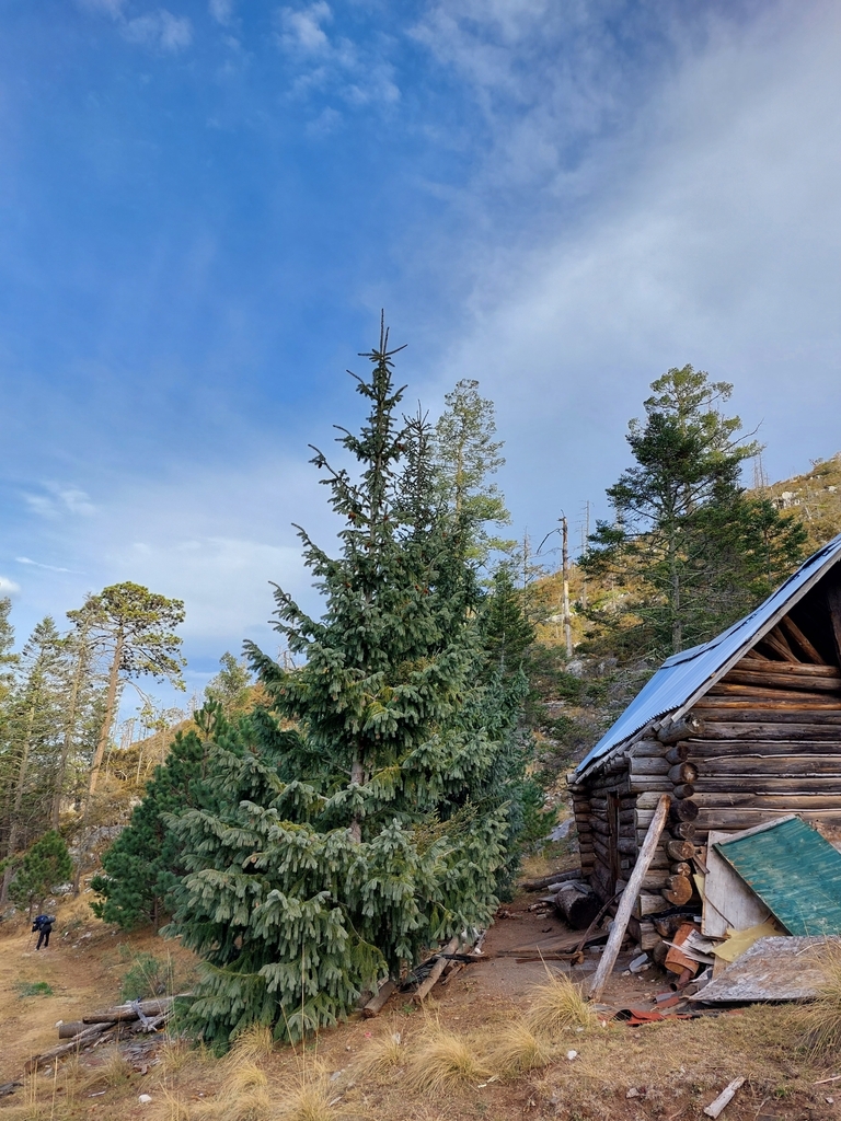 Mexican Spruce from 25373 Coah., México on January 28, 2023 at 04:55 PM ...