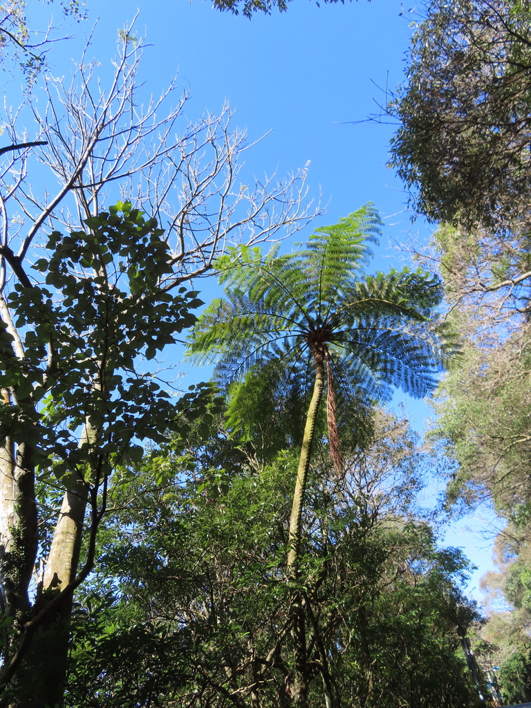 Flying Spider Monkey Tree Fern from 112台灣台北市北投區竹子湖 on January 30, 2023 ...