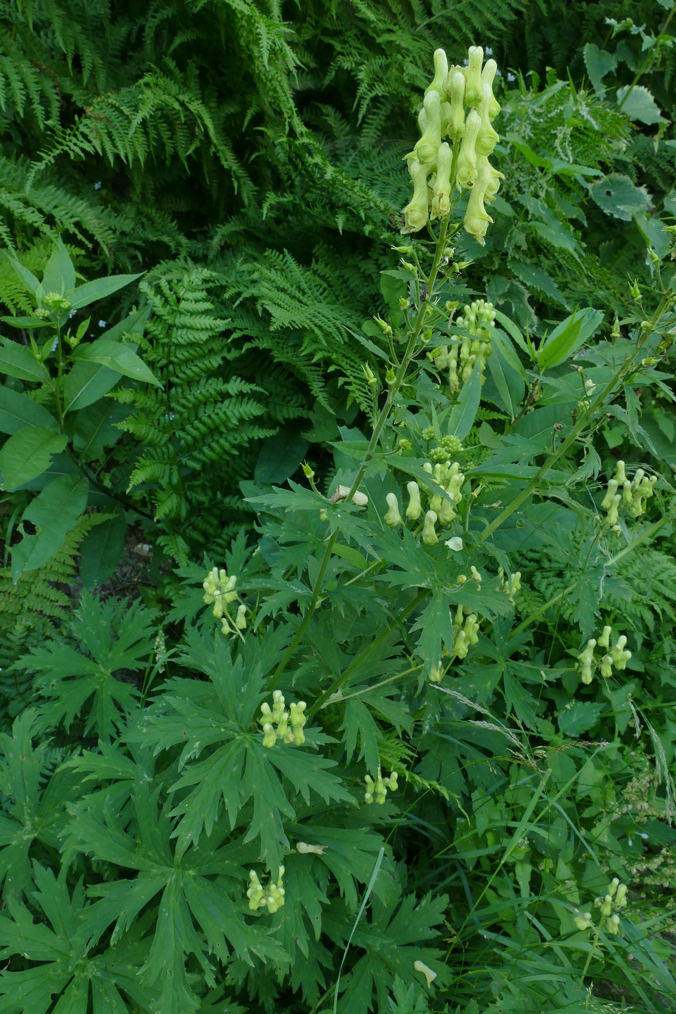 Aconitum vulparia Rchb.