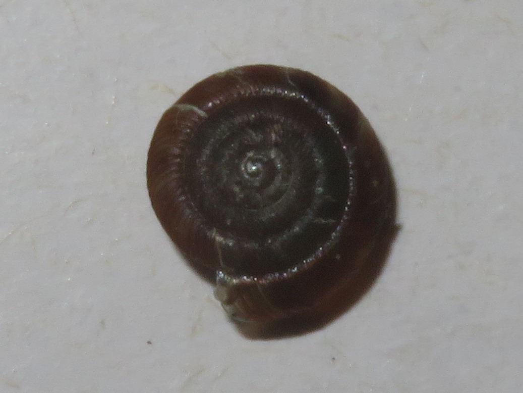 Discus rotundatus (O.F.Müller, 1774)