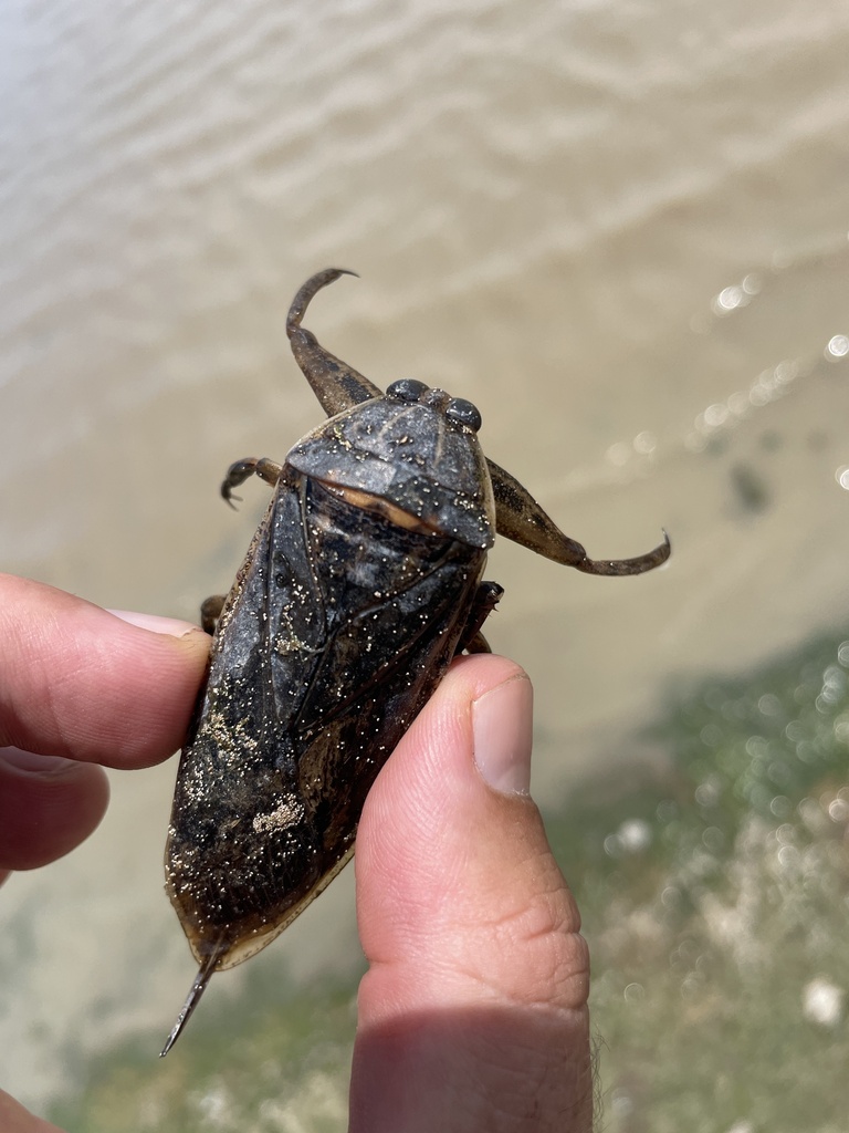 African Giant Water Bug from Rysana Pan, Central, BW on January 30 ...