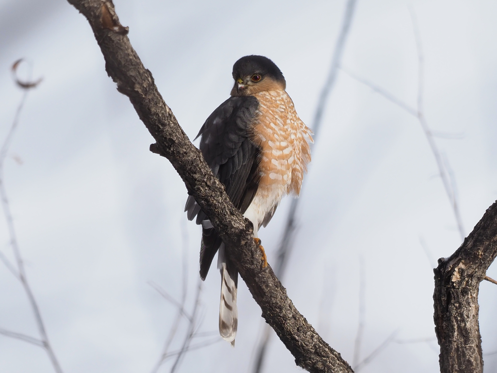 Sharp-shinned Hawk from Gunbarrel, Boulder, CO, USA on January 30, 2023 ...
