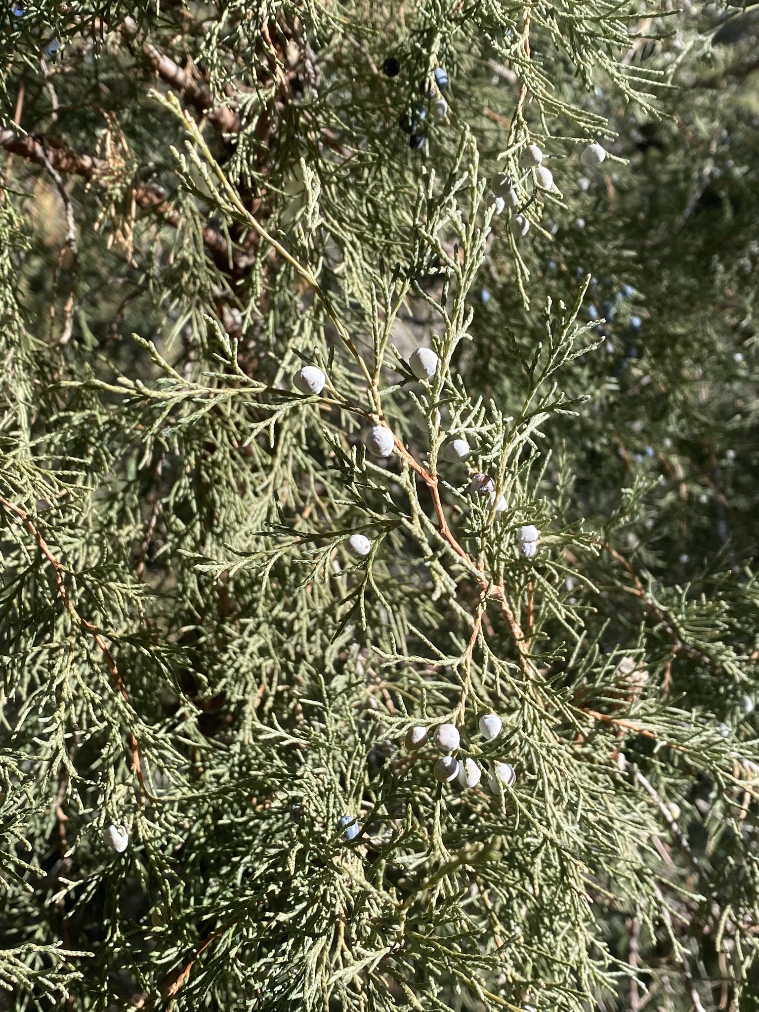 Juniperus scopulorum Sarg.