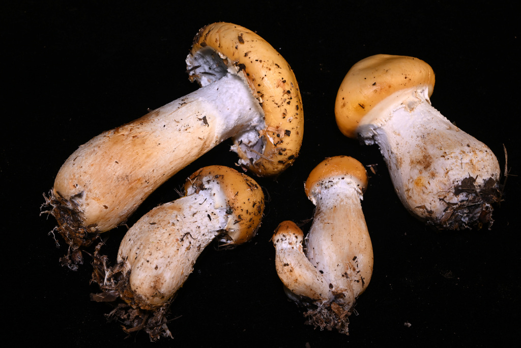 Questionable Stropharia from 1100 Kings Mountain Rd, Woodside, CA 94062 ...