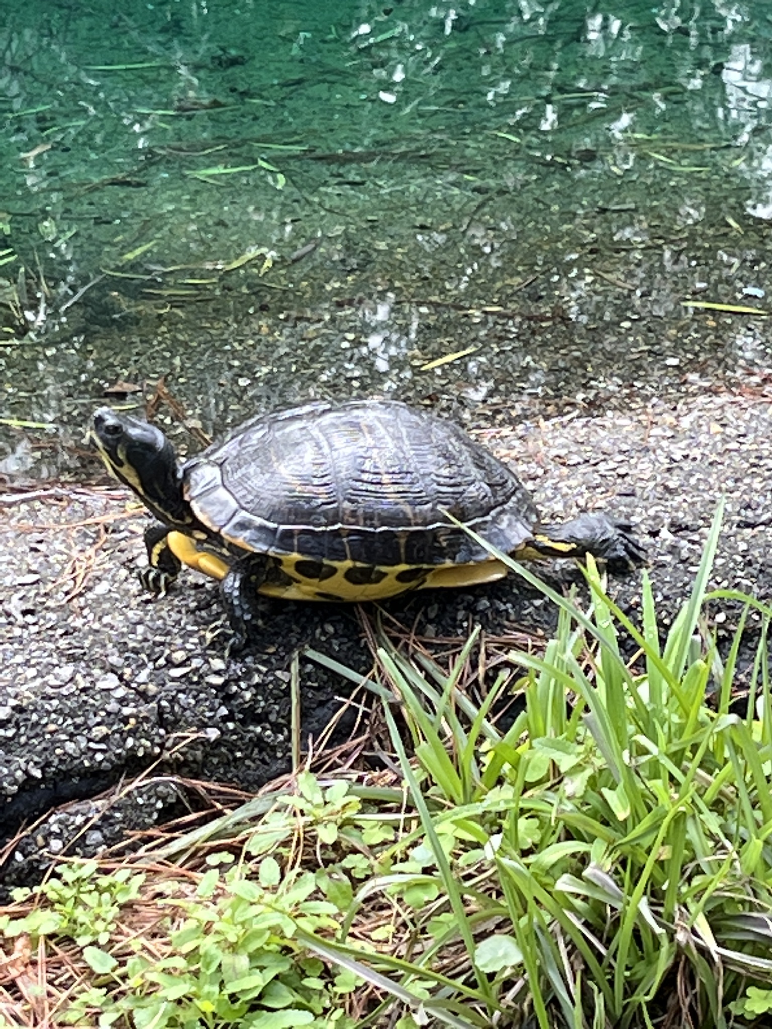 Trachemys scripta scripta