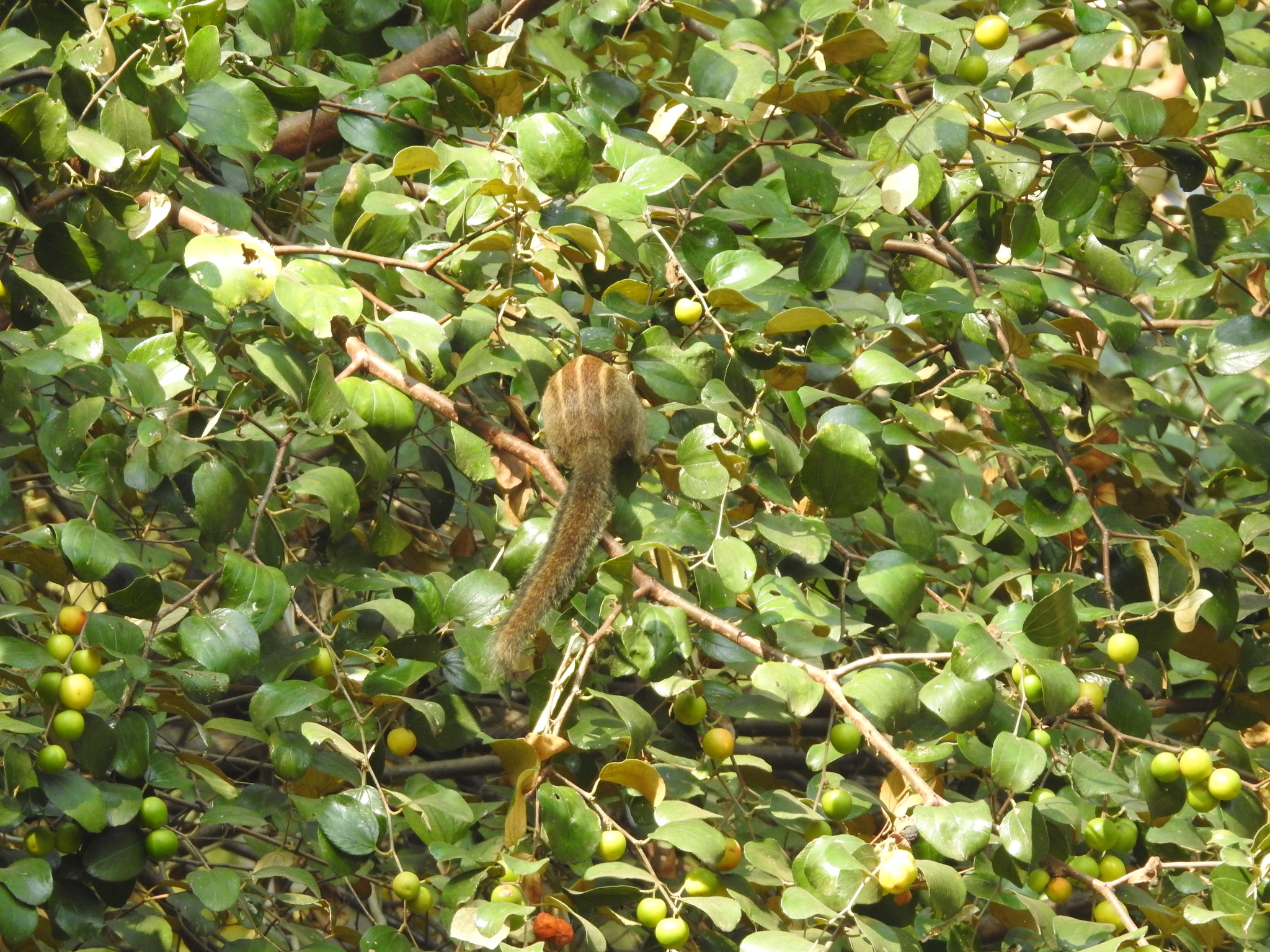 Funambulus tristriatus (Waterhouse, 1837)