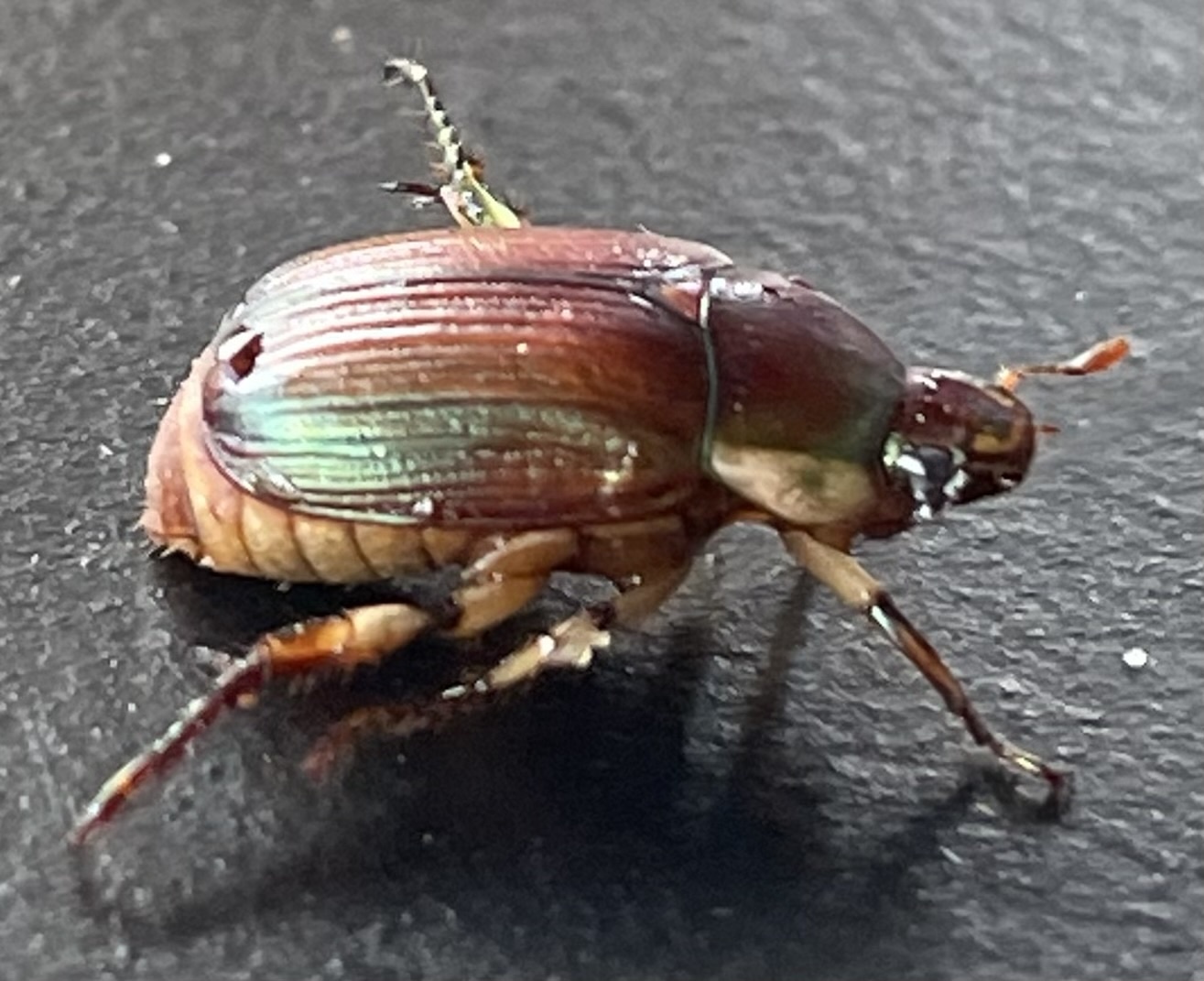 Callistethus marginatus (Fabricius, 1792)